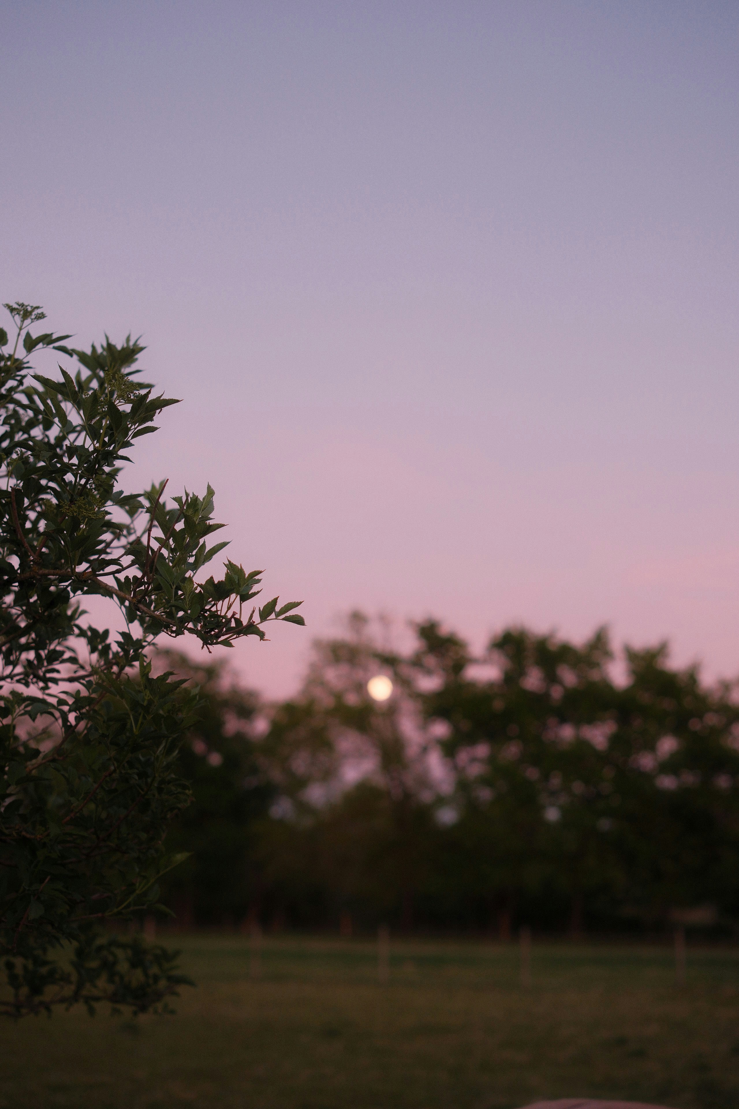 Twilight Orchard: Silhouetted Branches Against a Pink-Loaded Sky