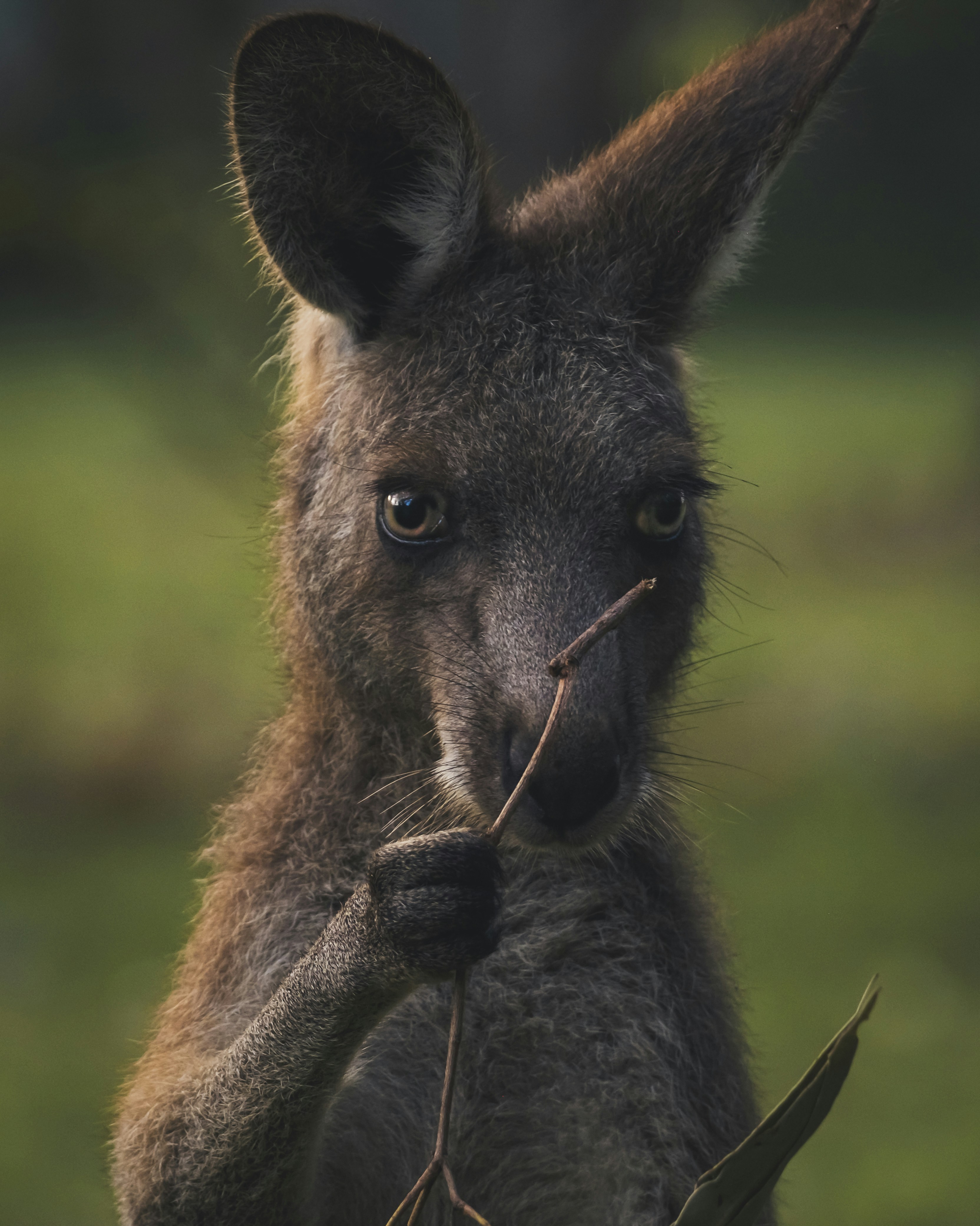 A young kangaroo holds a small stick in its paws.