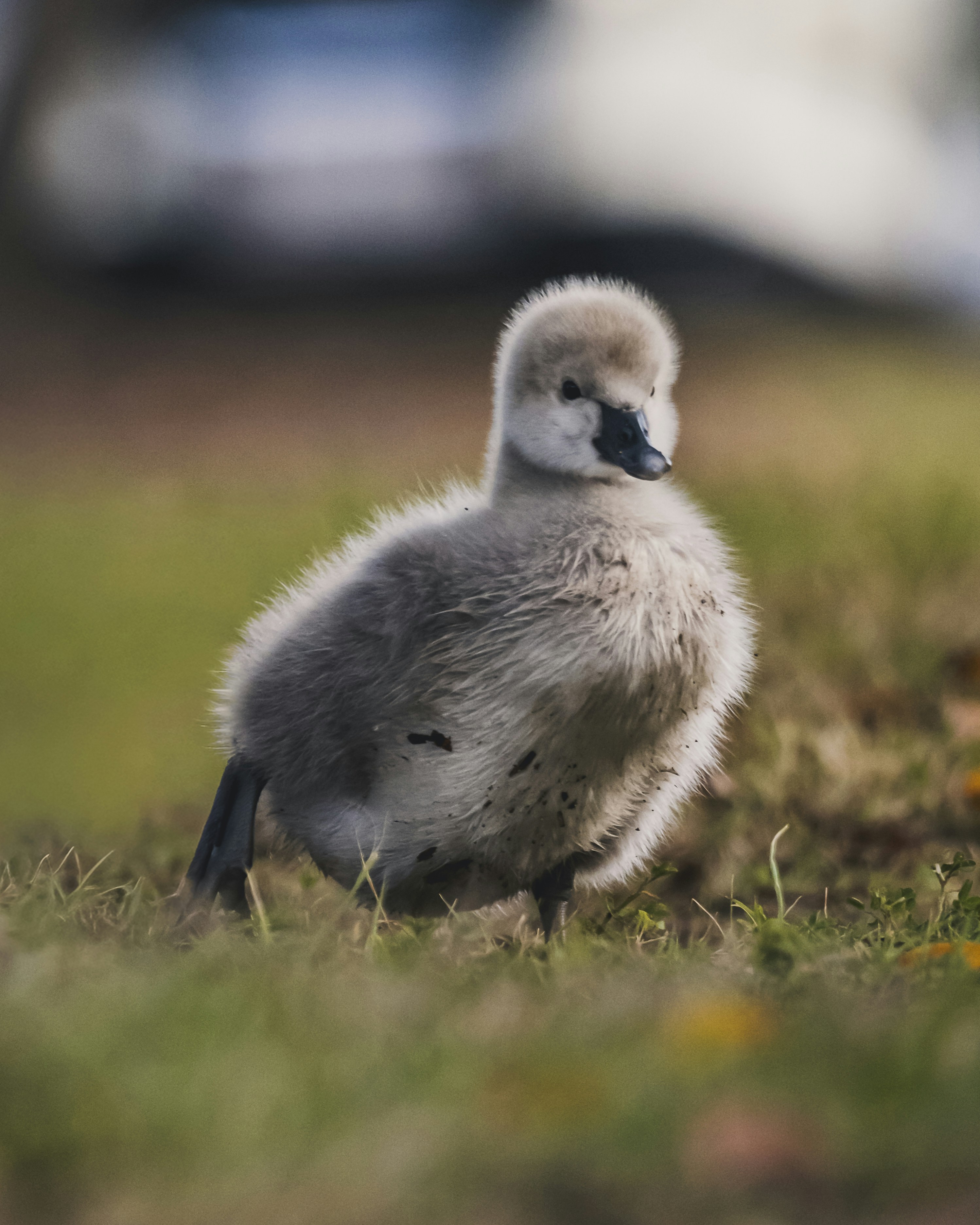 Fluffy Greyscale: A Tiny Swimmer in Soft Morning Light