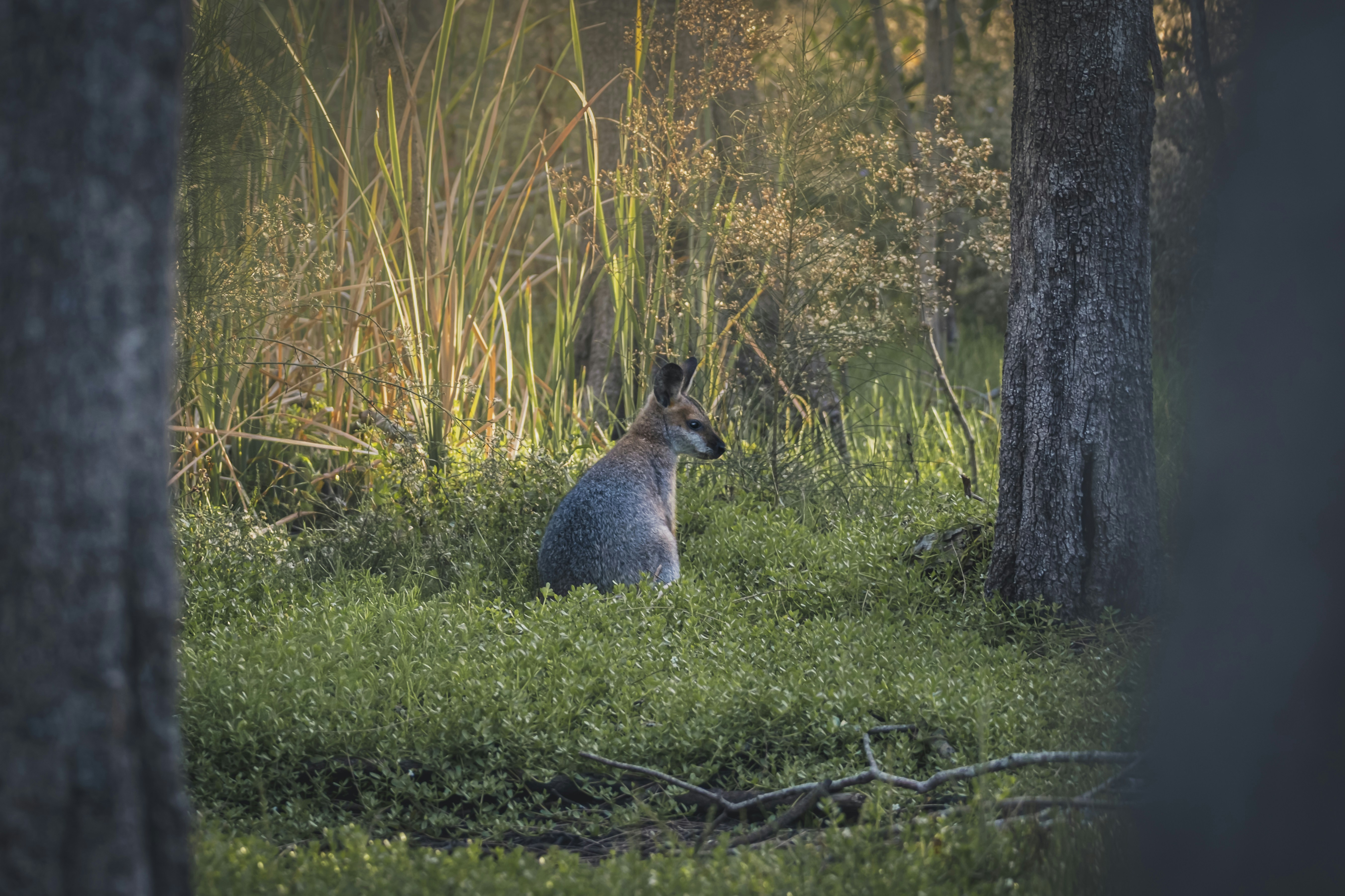 Quiet Alert: A Patagonian Ground Sitter in Dappled Field Light