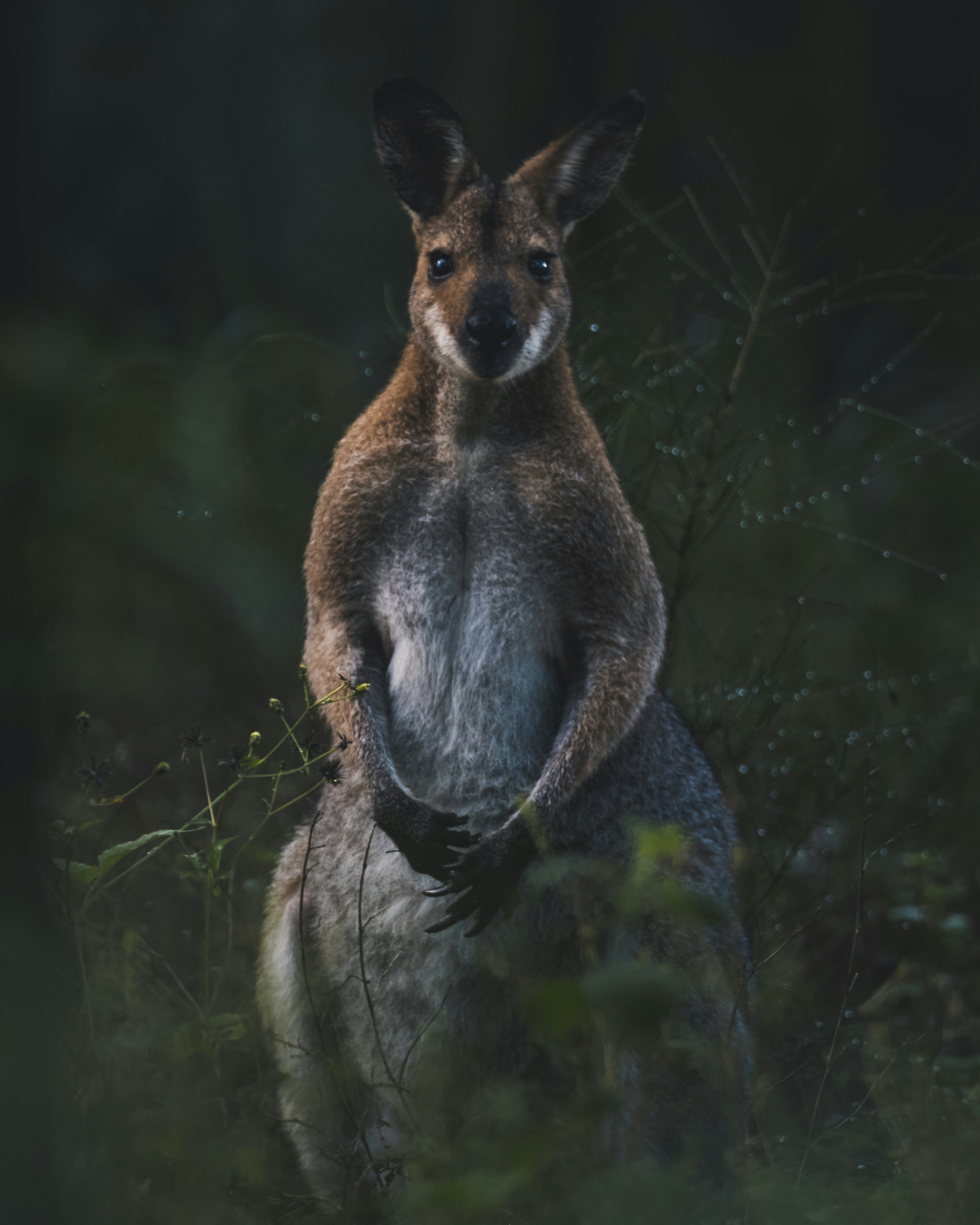 Midnight Quiet: A Wallaby Stands Guard in the Fern Dark