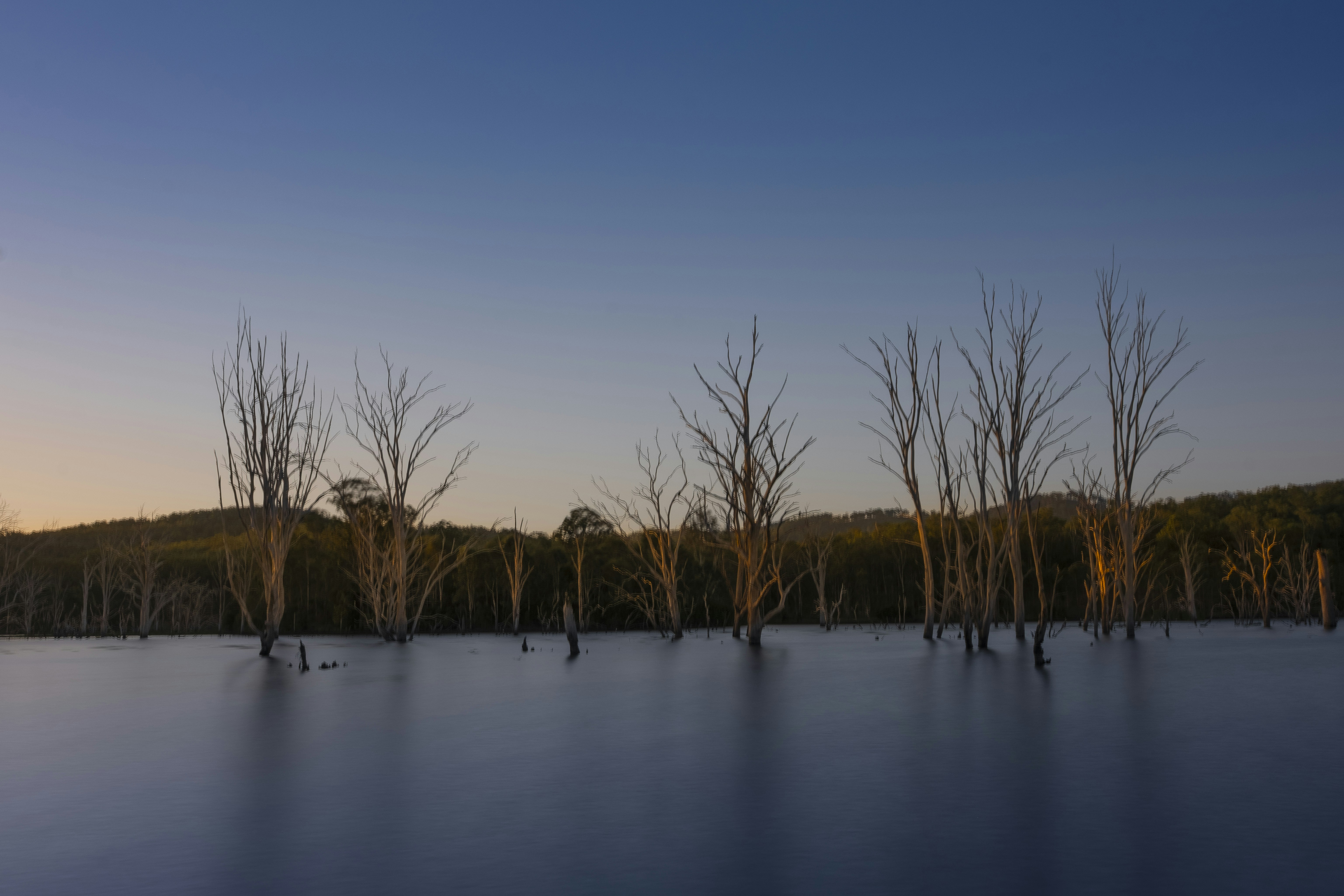 Forest Reeds at Dusk: Silent Pines Beneath a Velvet Sky