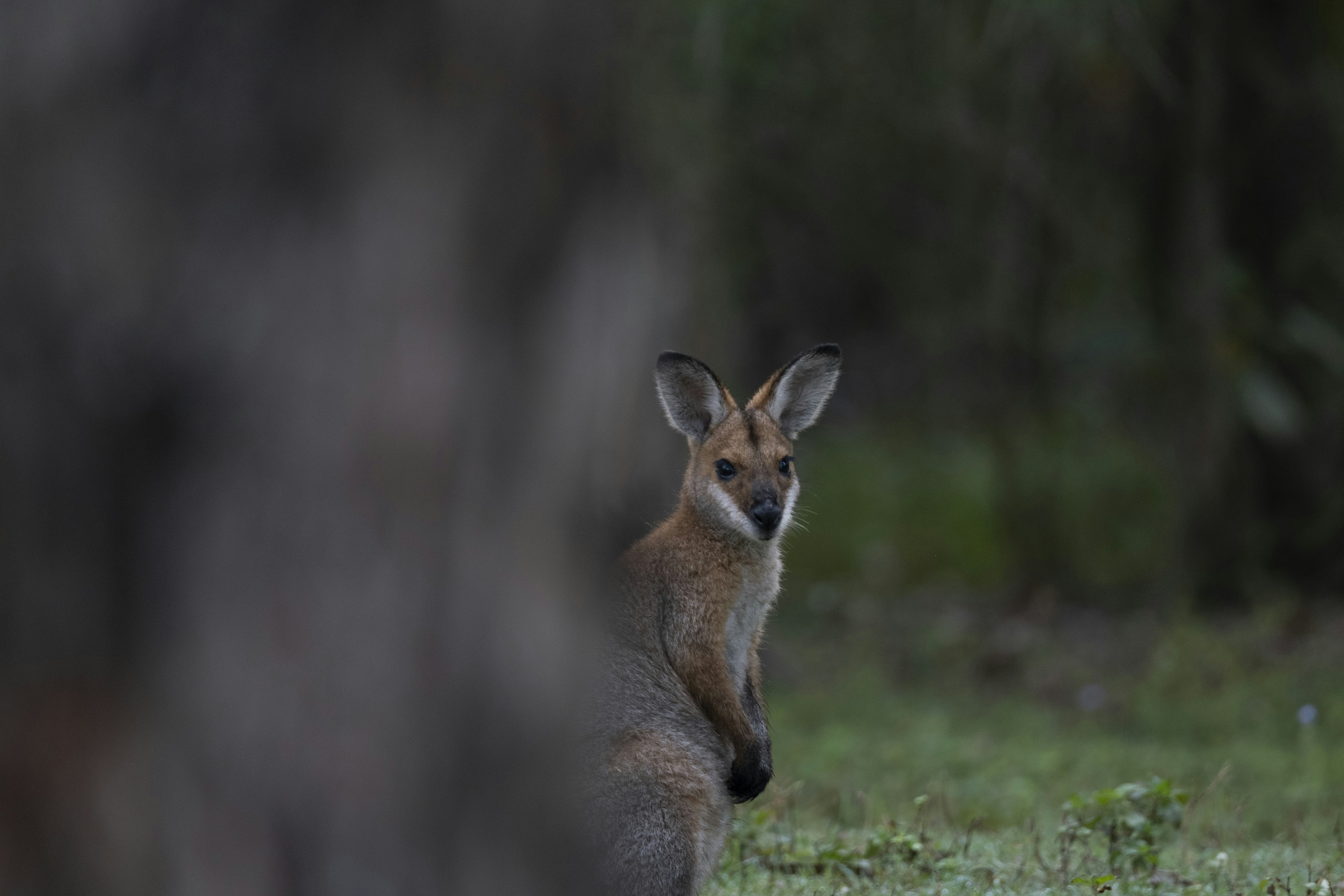 Curious Hare Emerges from the Meadow Edge