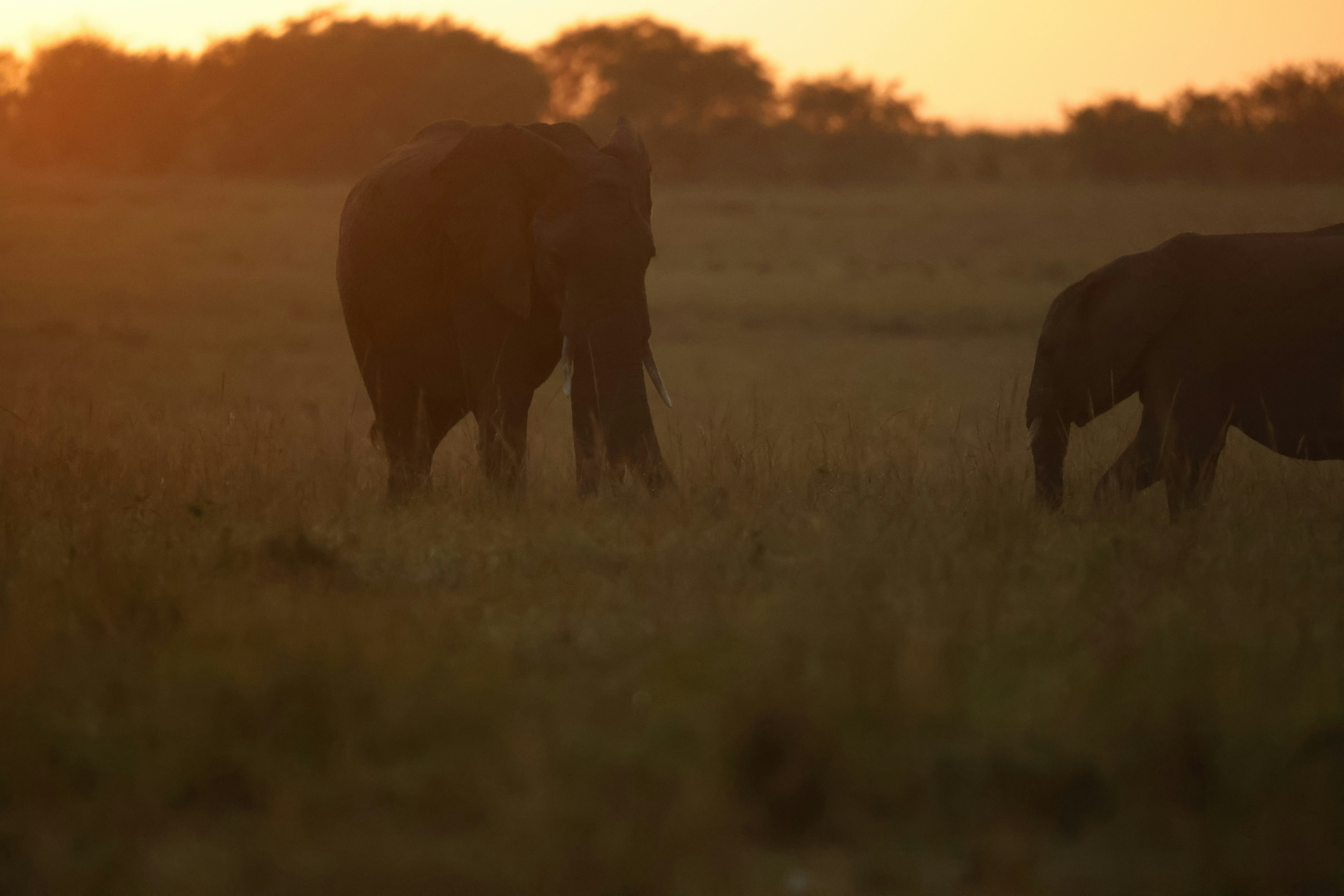 Dusk Herd: Silhouettes Amid Warm Savannah Glow