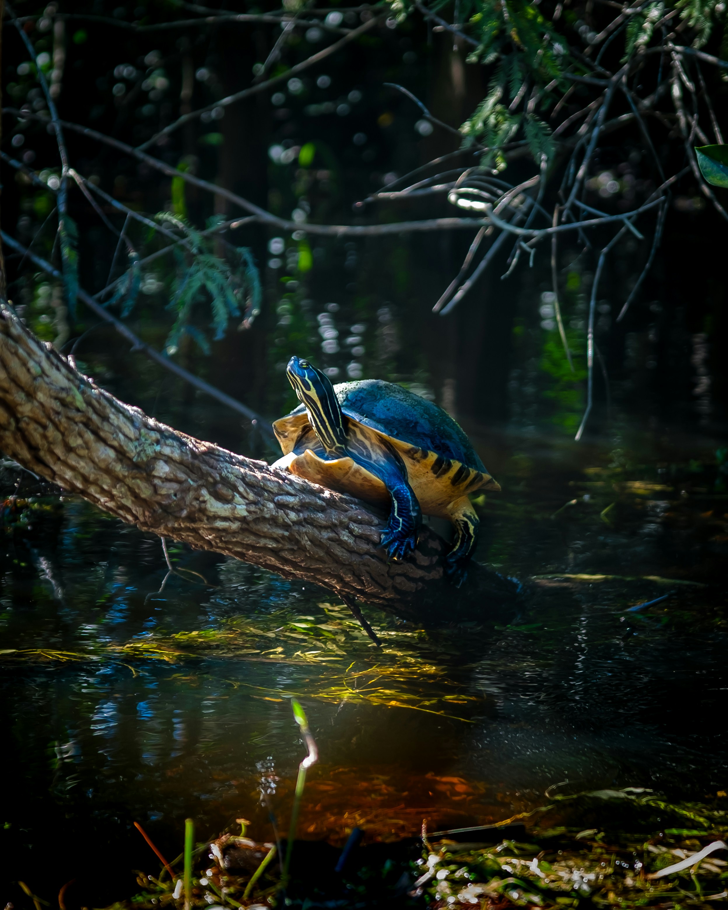 Sunlit Turtle of the Logs: A Quiet Refuge in Dark Water