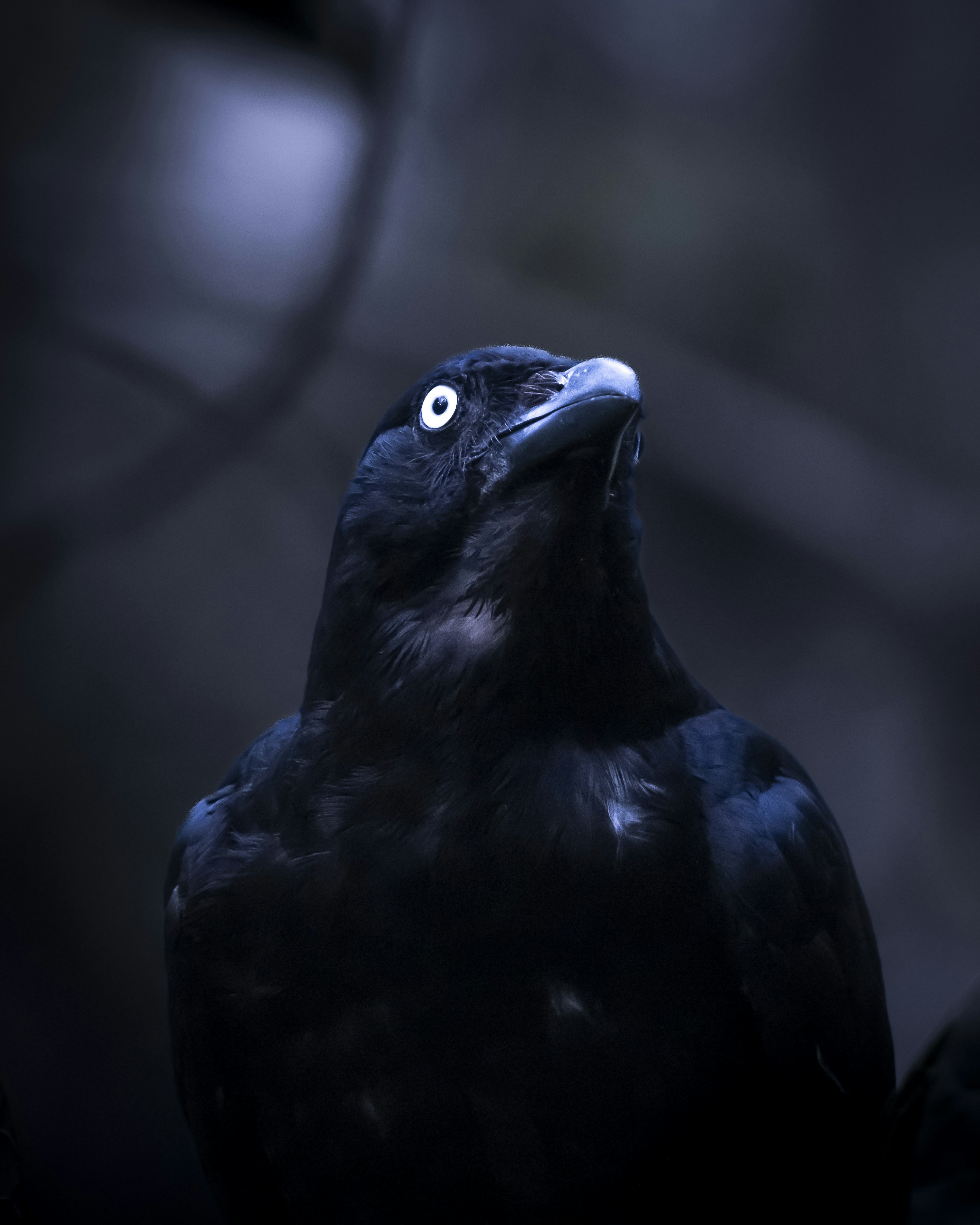 Midnight Gaze: A Crow’s Quiet Warning