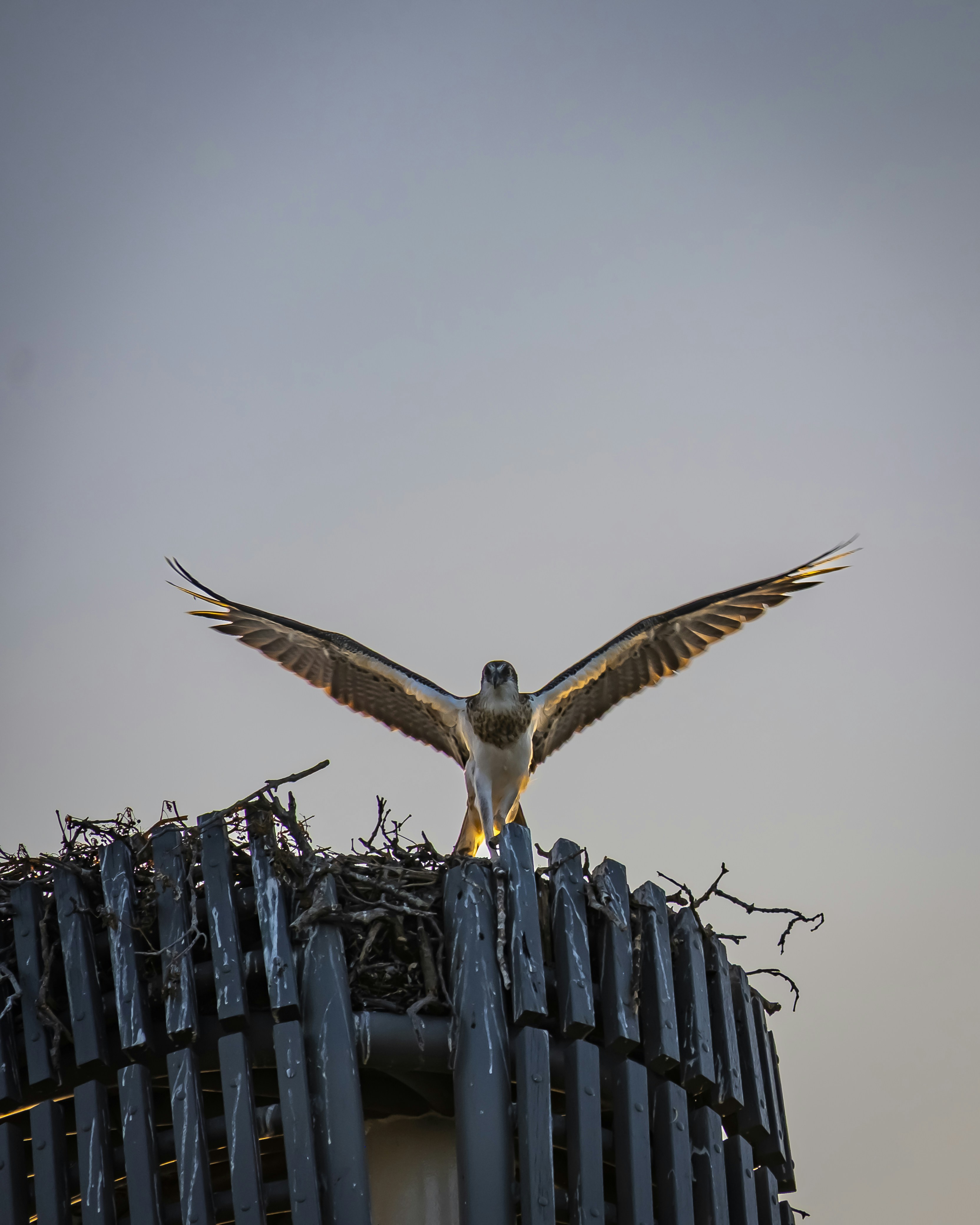 Hawk Herald on a Ridge: Wingspan Over the Nest