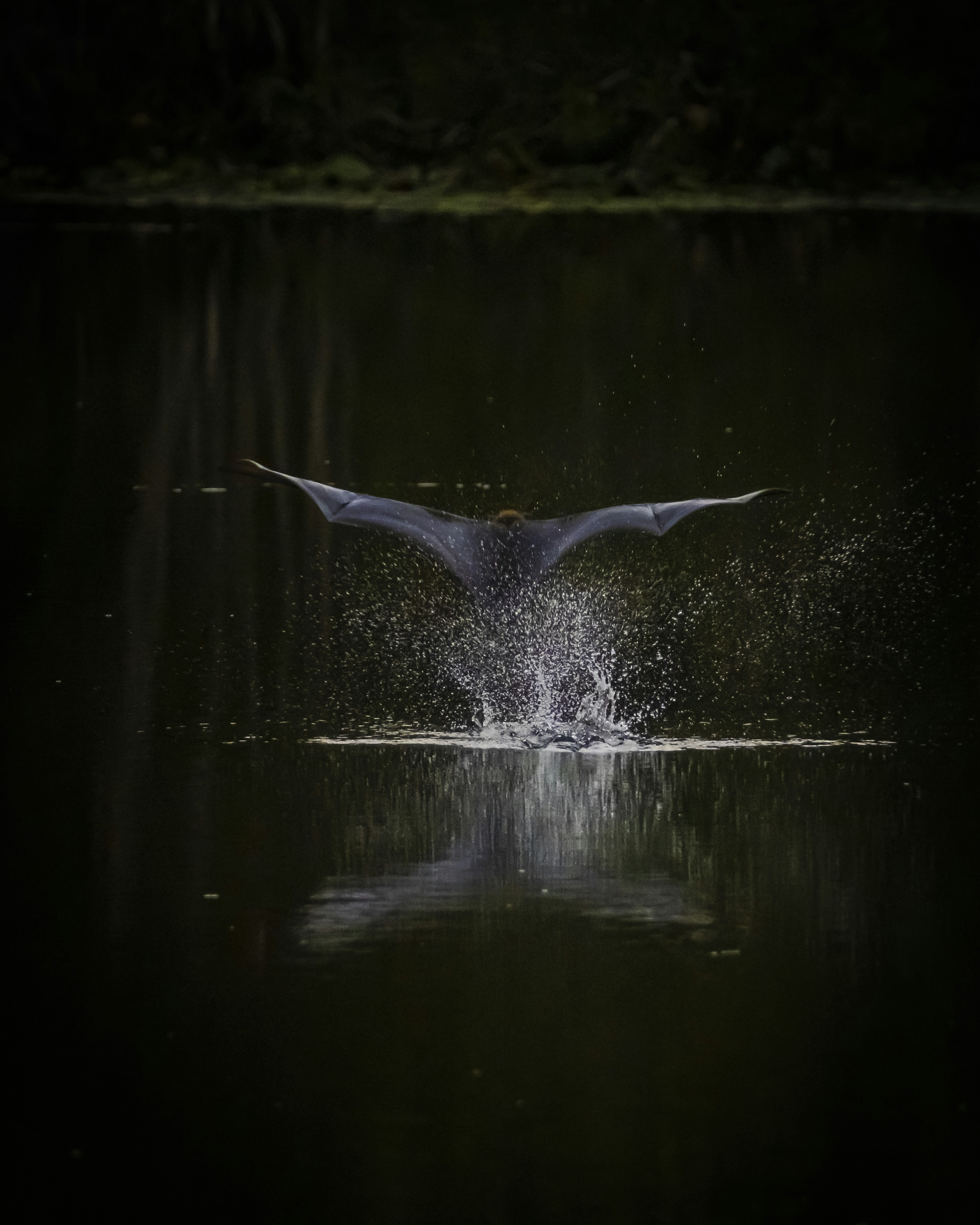 Winged Dawn: A Heron Breaks the Surface in Silent Water
