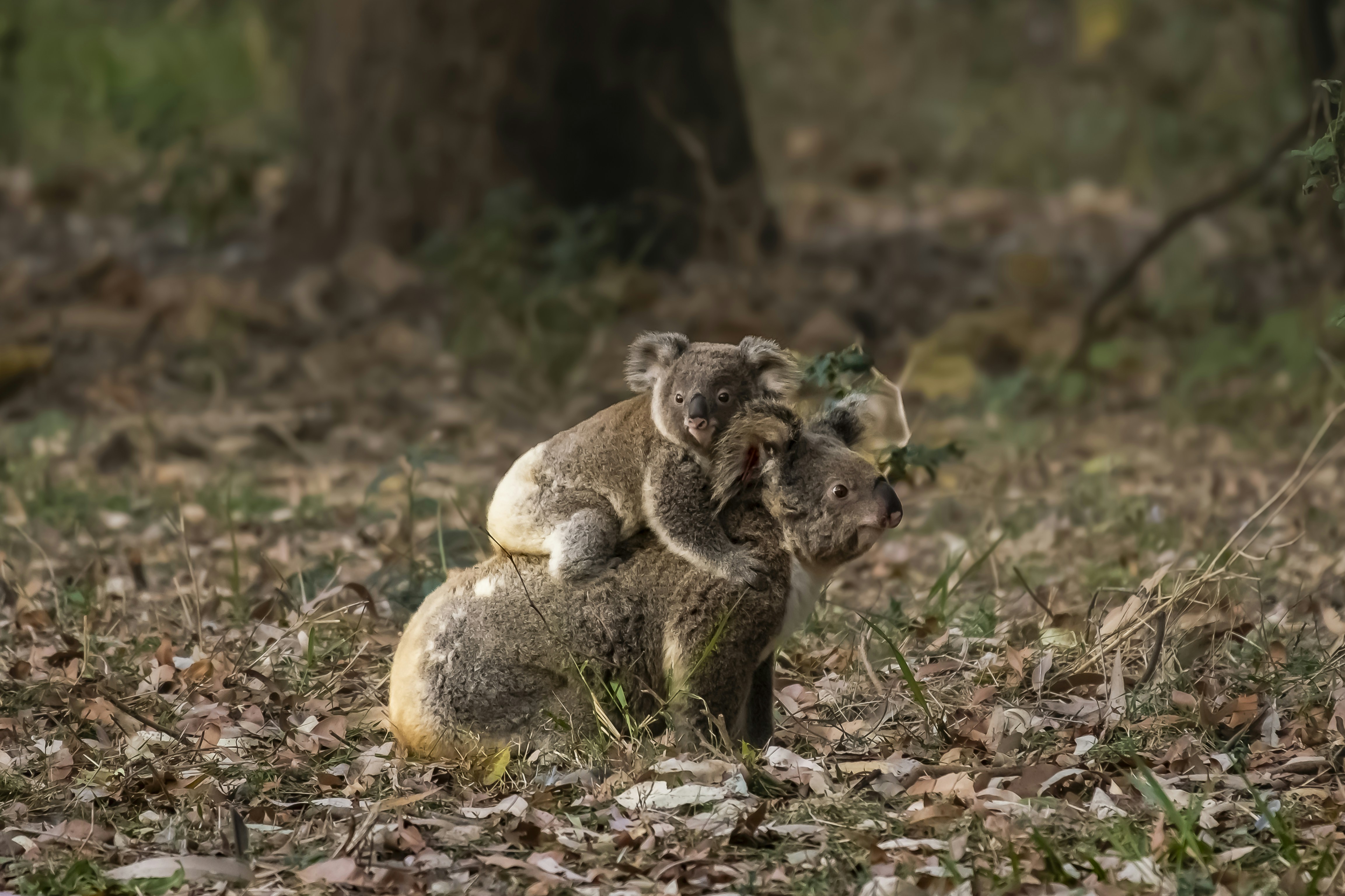 A Trio of Resting Possums Leaning into Each Other