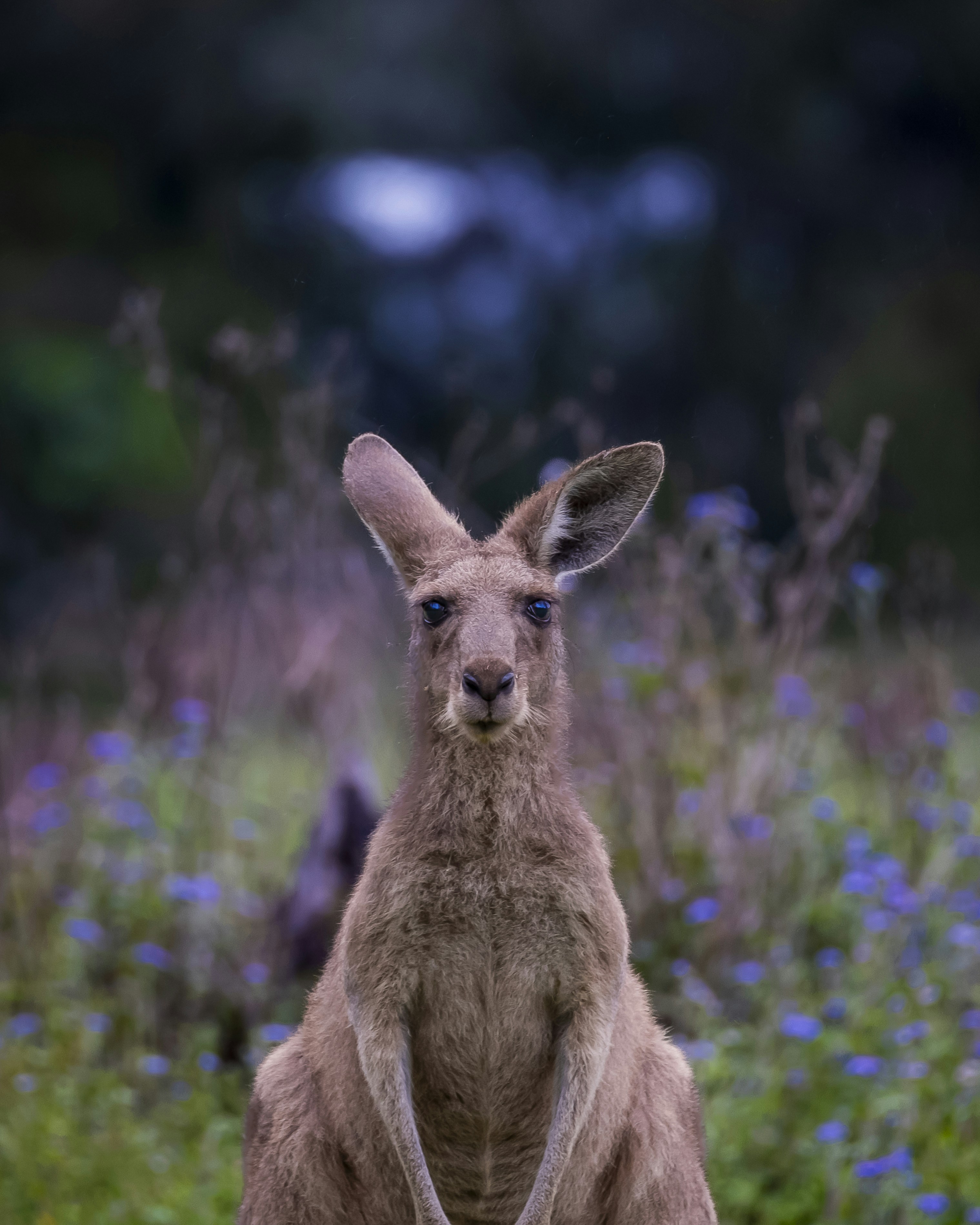 Curious Roo in a Meadow of Violet Blooms