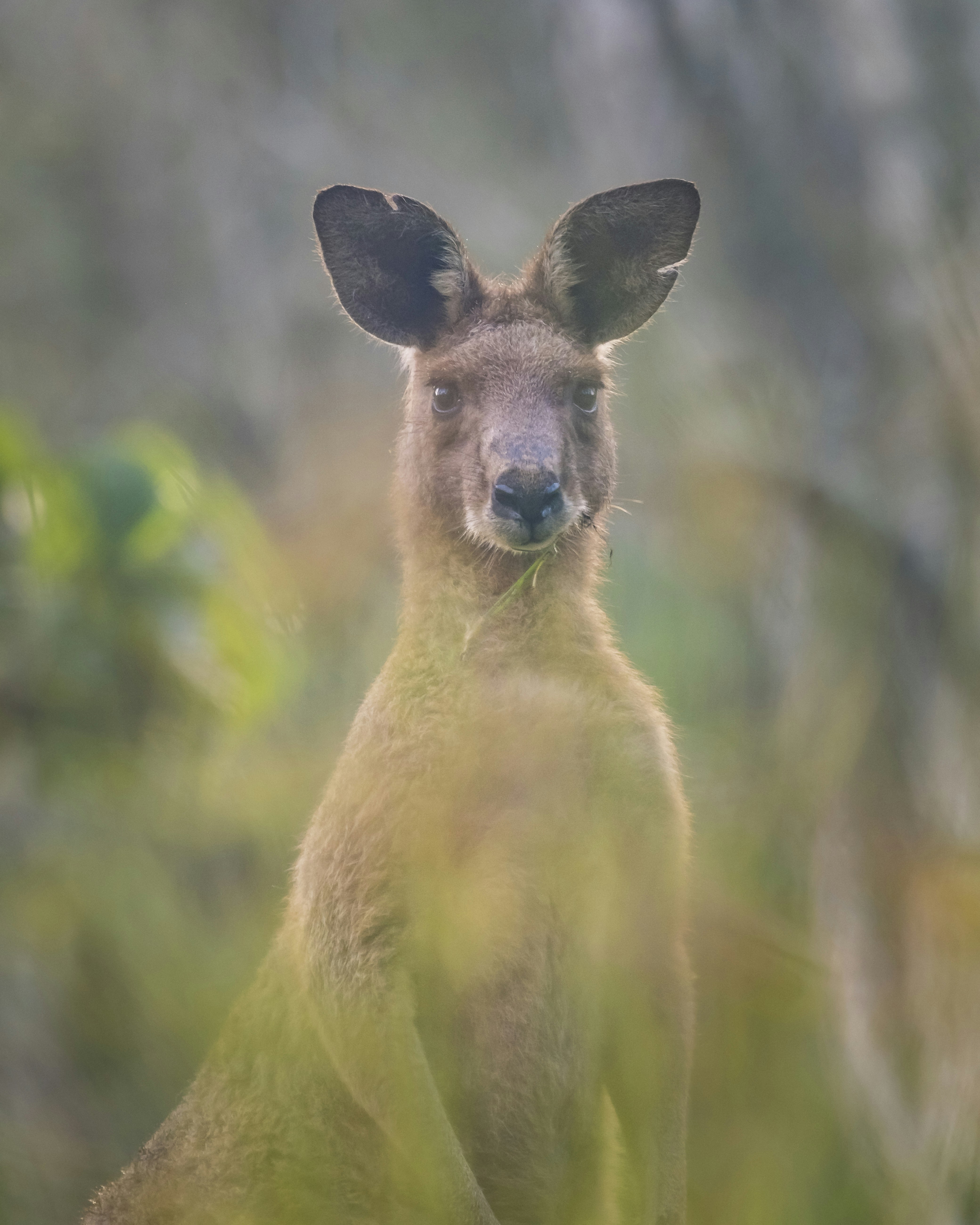 Majestic Rooftop Watcher: A Deer Portrait Silhouetted by Soft Fog