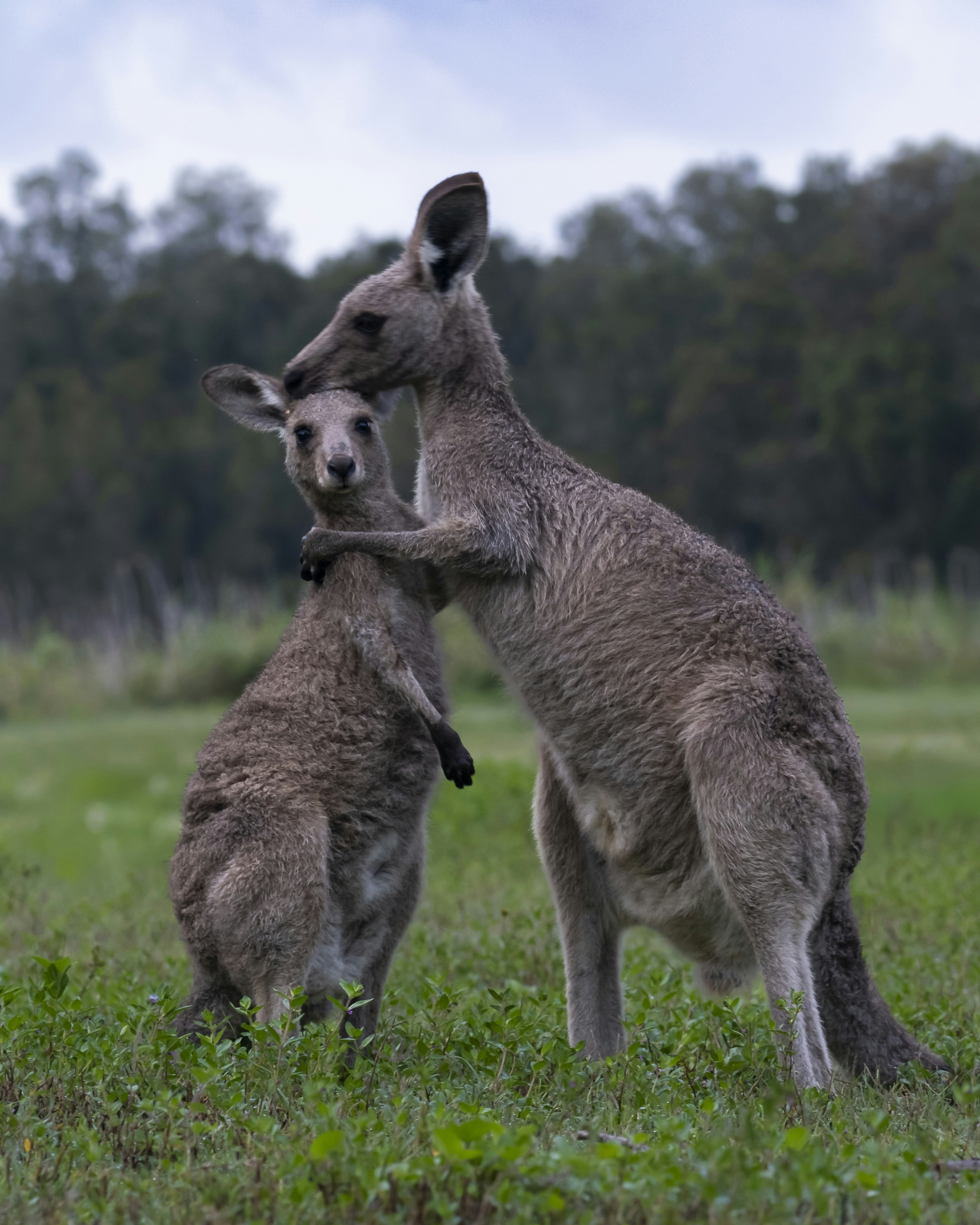 Two Kangaroos Embrace in a Farmlands Meadow at Dusk