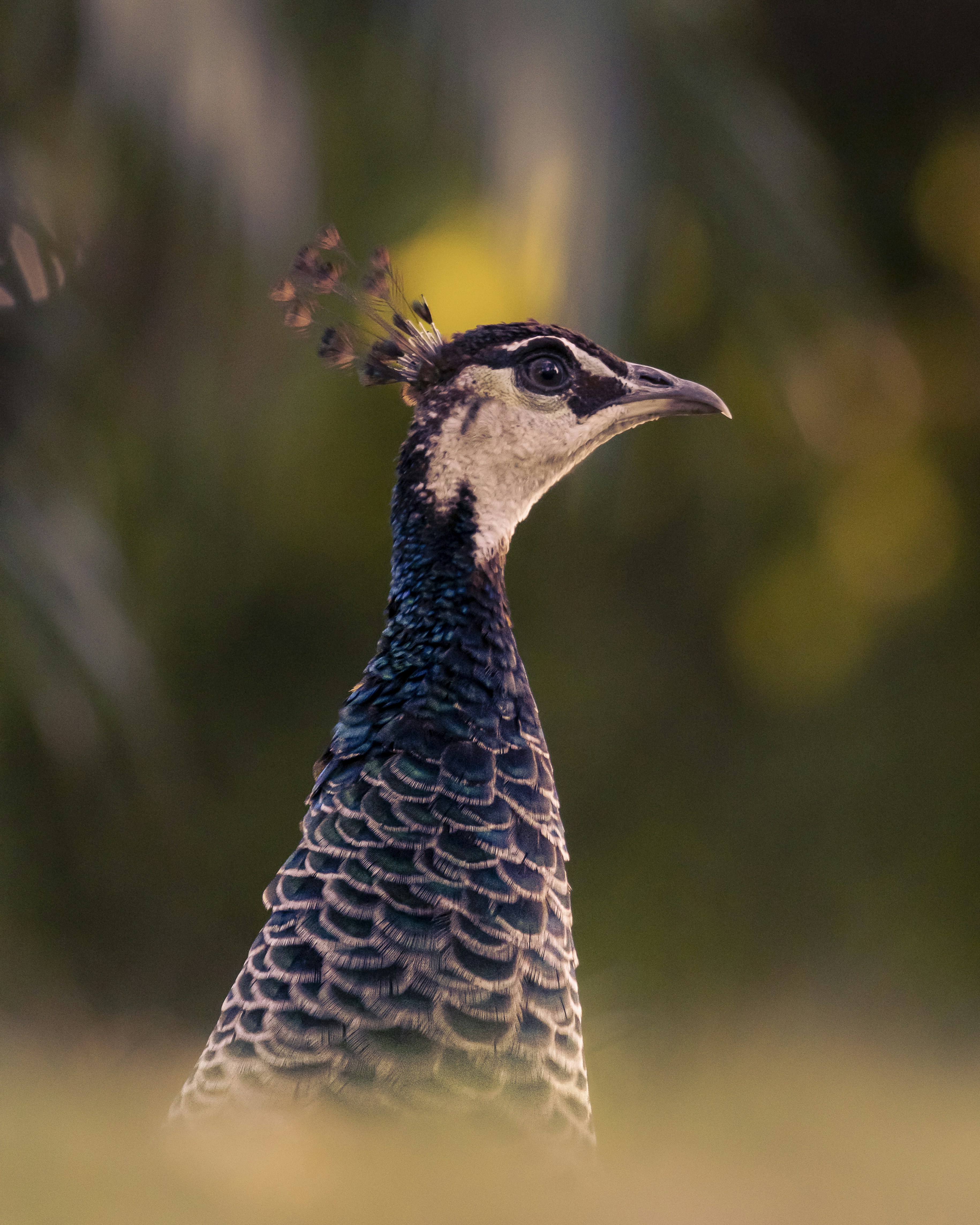 Peacock Portrait: Crest and Watchful Gaze