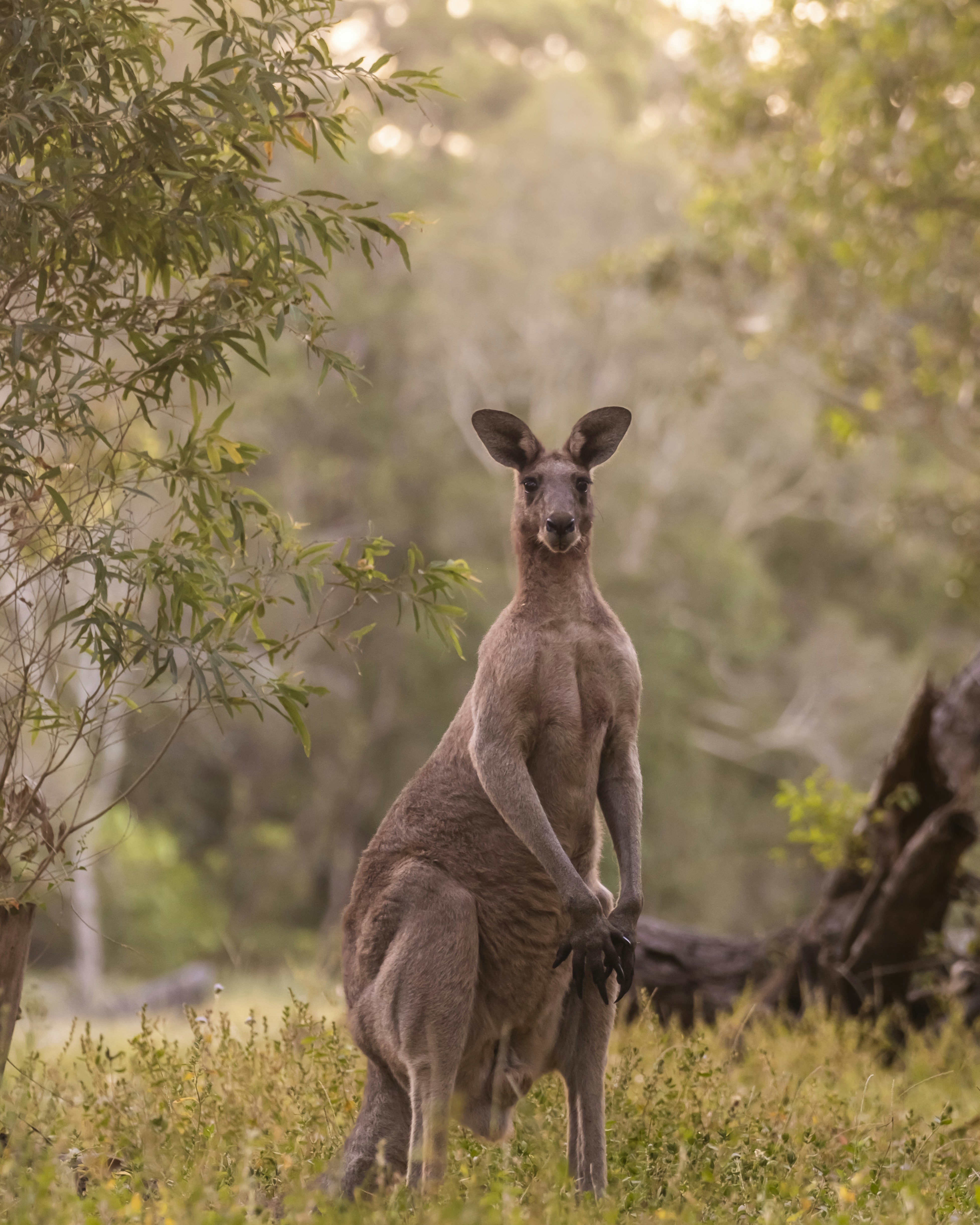 Stand Tall: A Curious Kangaroo Surrounded by Soft Backlight