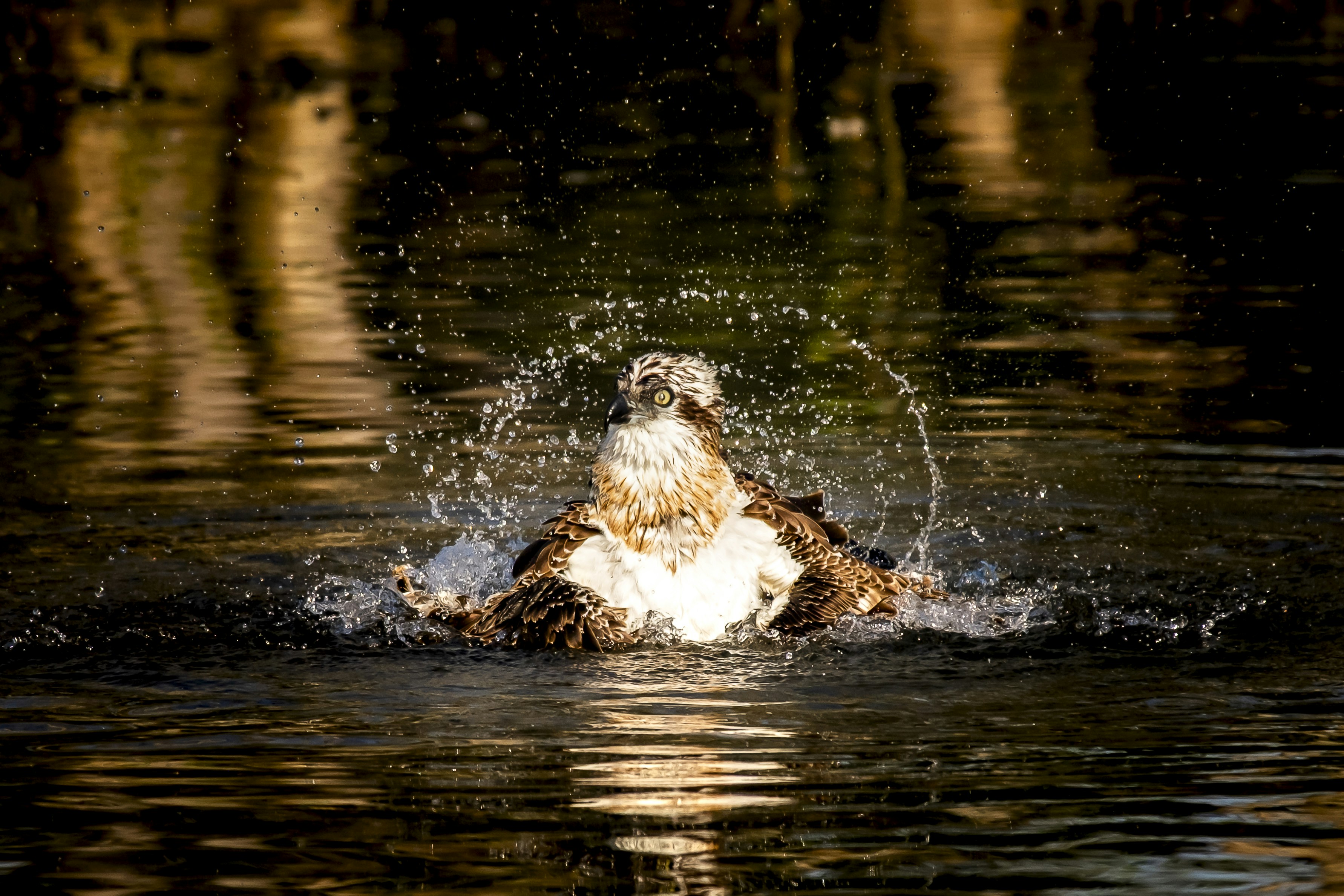 Sunlit Splash: A Mallard Breaks the Quiet Surface