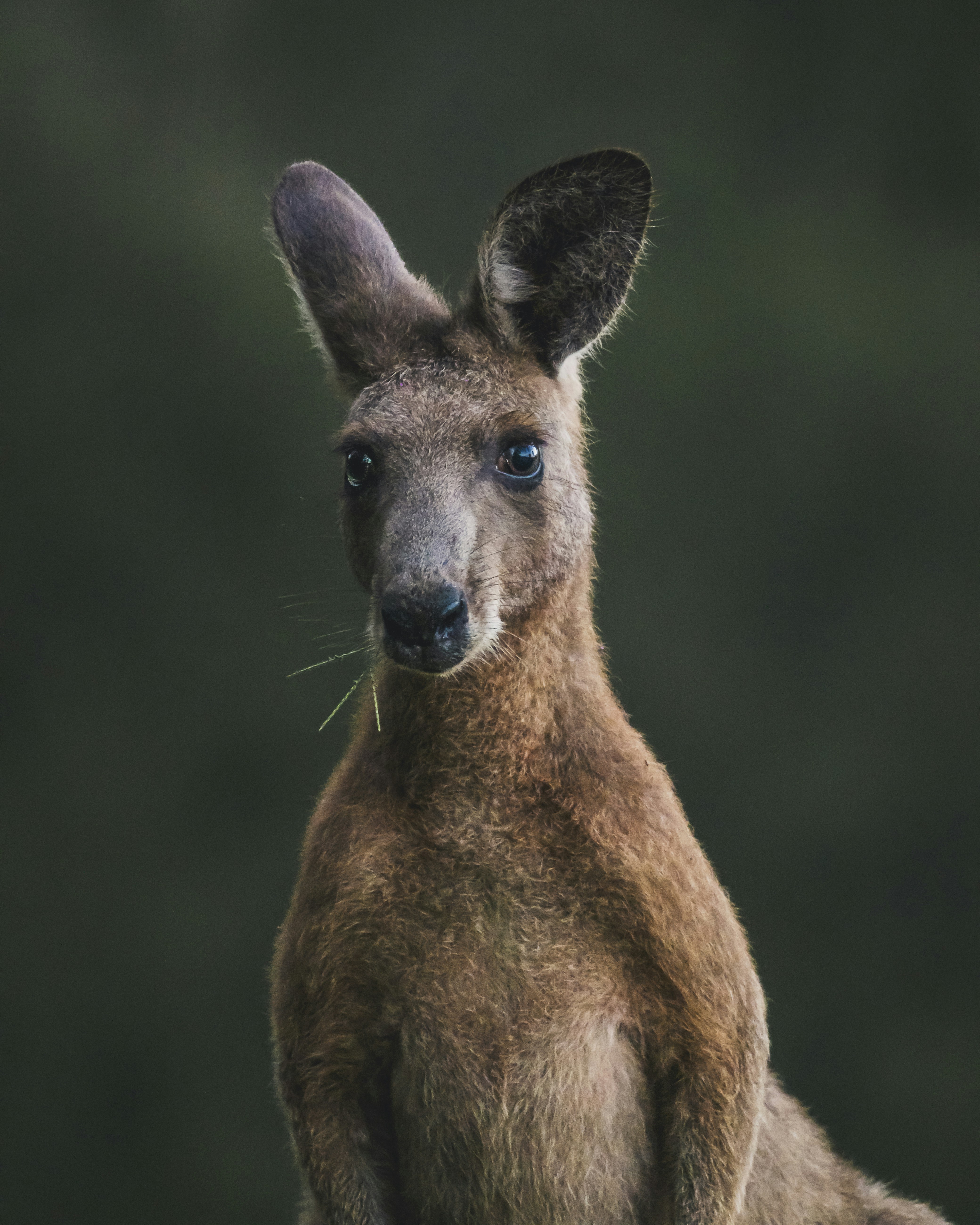 Delicate Stare: A Roe Deer Emerges from the Green Afterglow