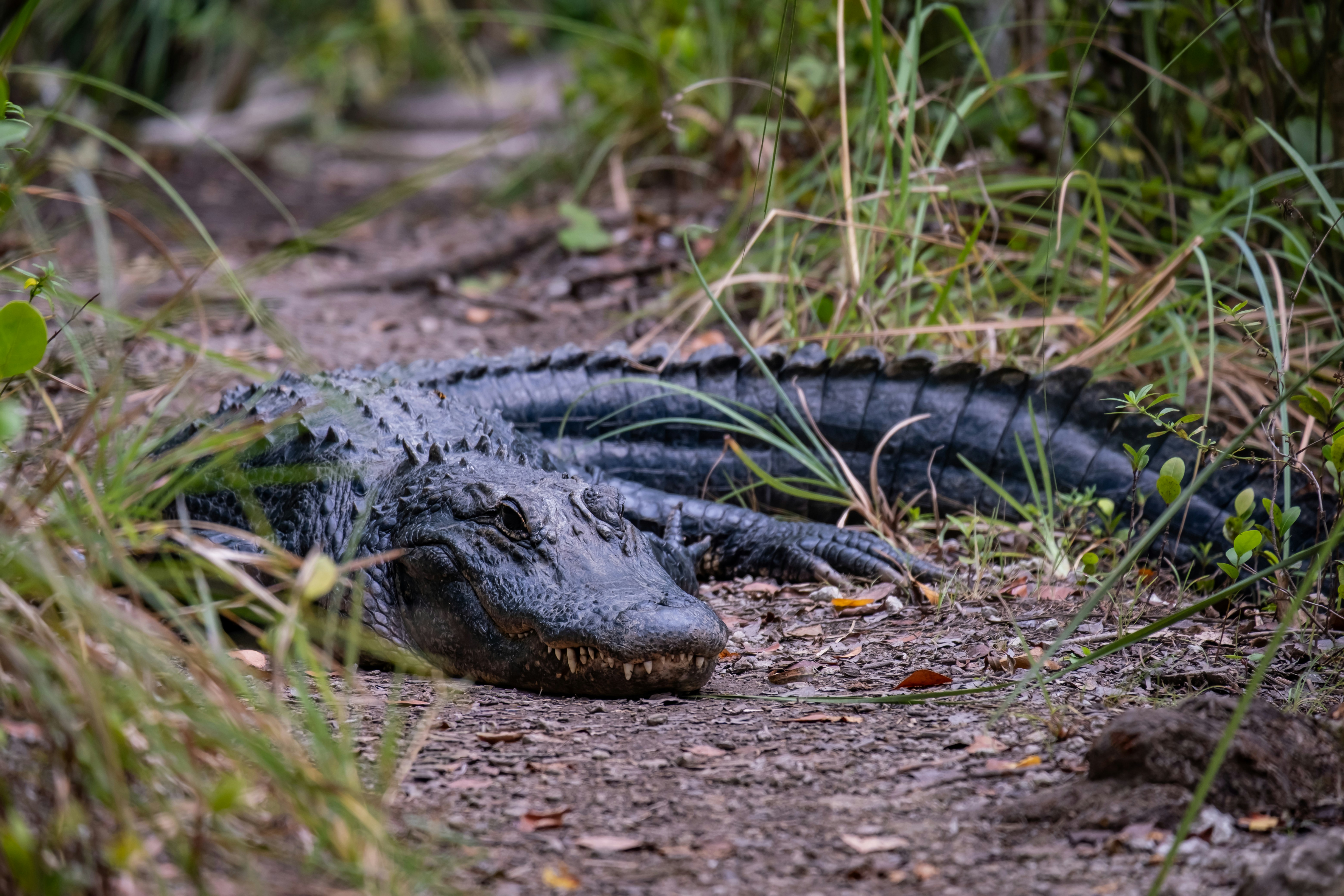 Sunlit Crock of Scales: A Resting Alligator Hidden in Wetland Grass