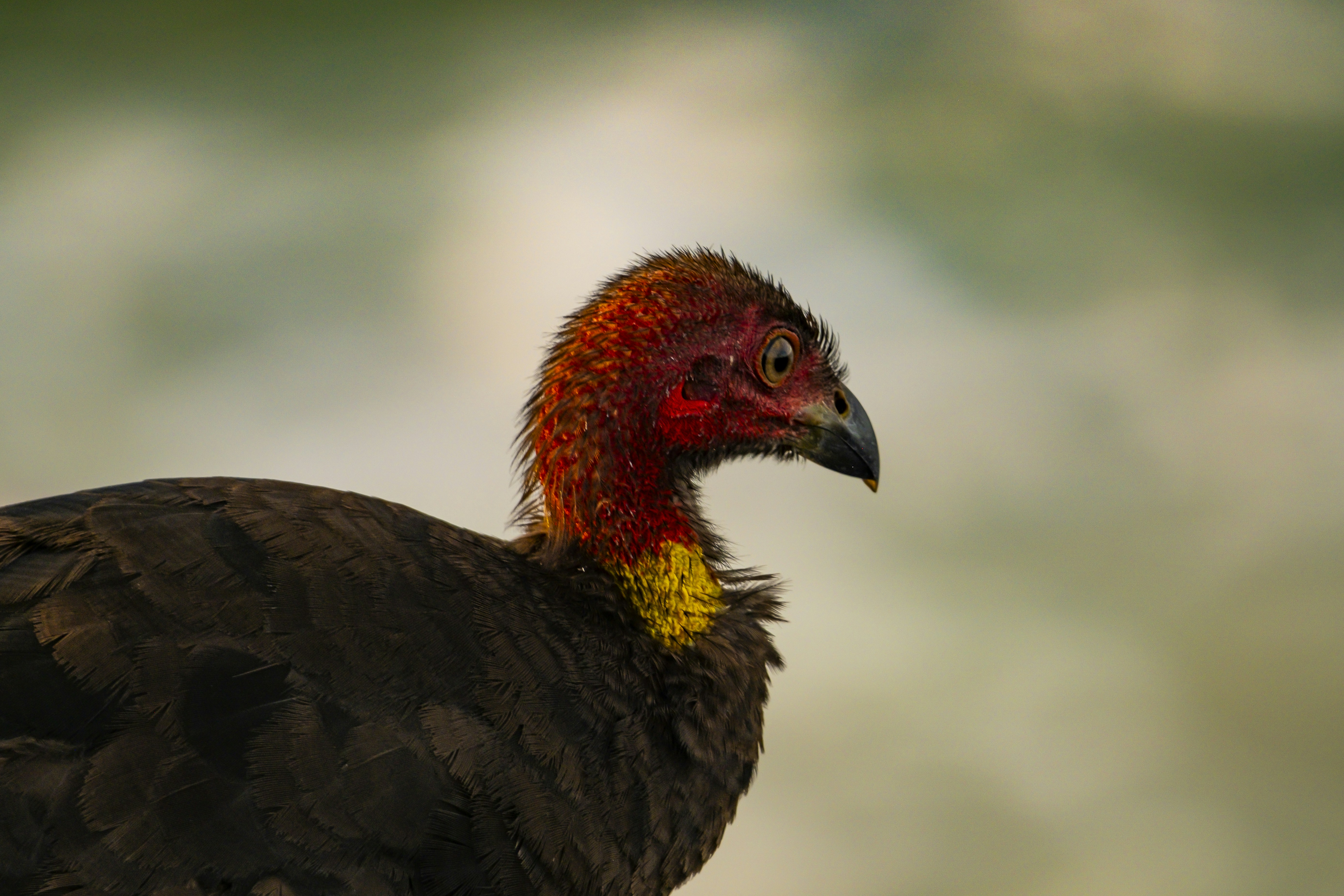 Crimson Crowned Bird in Soft Dawn Light
