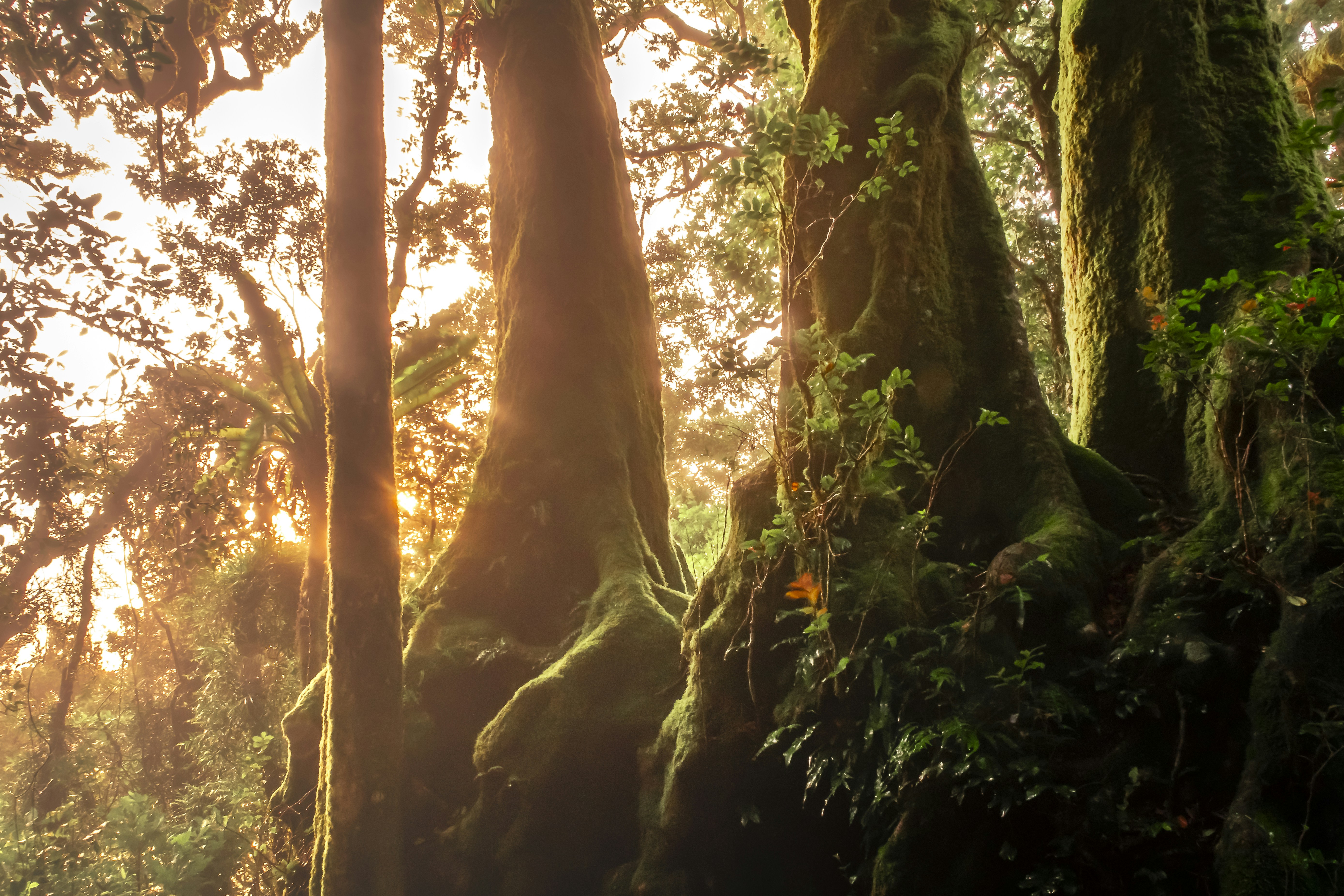 Sunlit Rootscape: Ancient Trees in a Dawn Glow