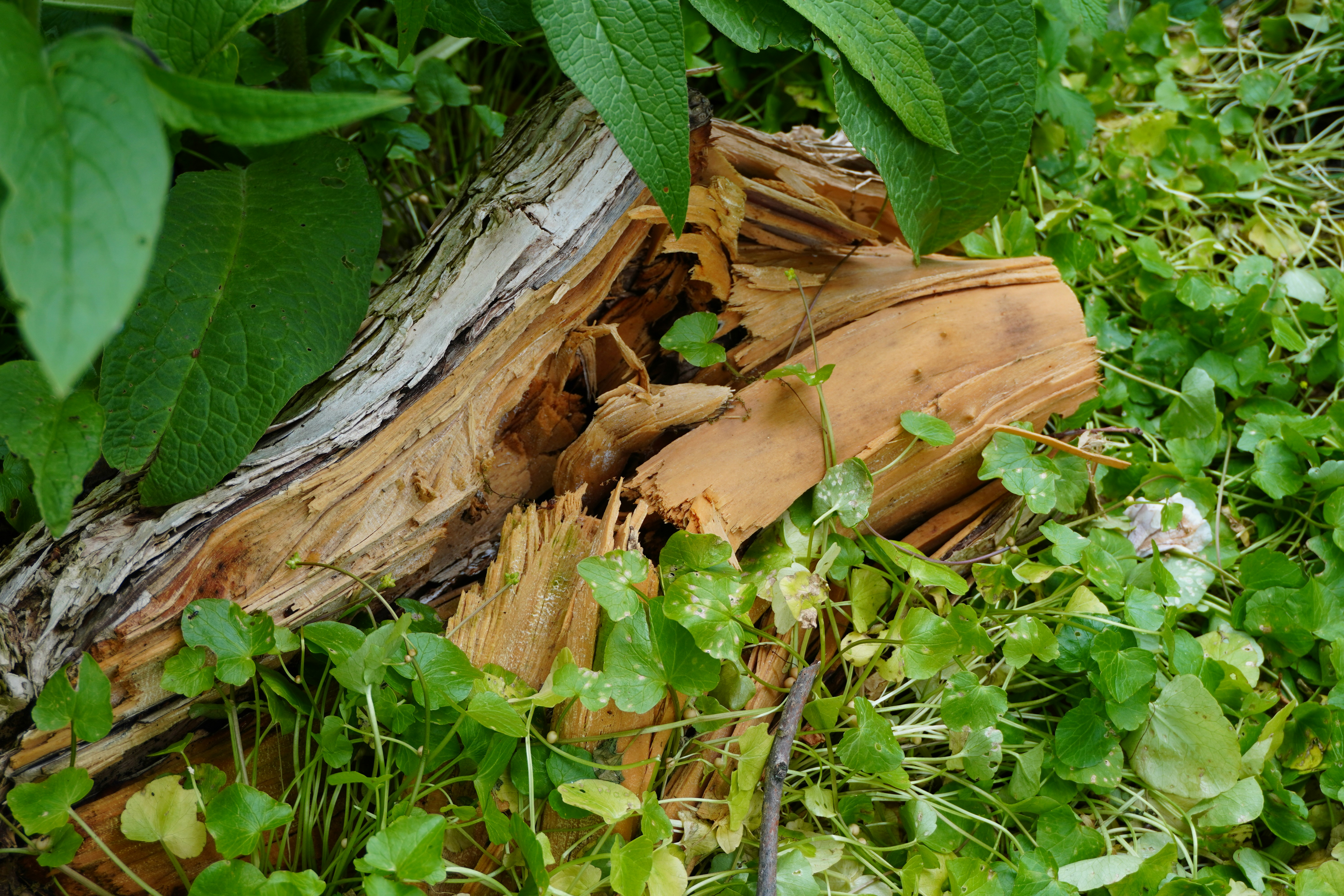 Rotting Log Weave: Moss and Ivy Intertwined in a Forest Floor
