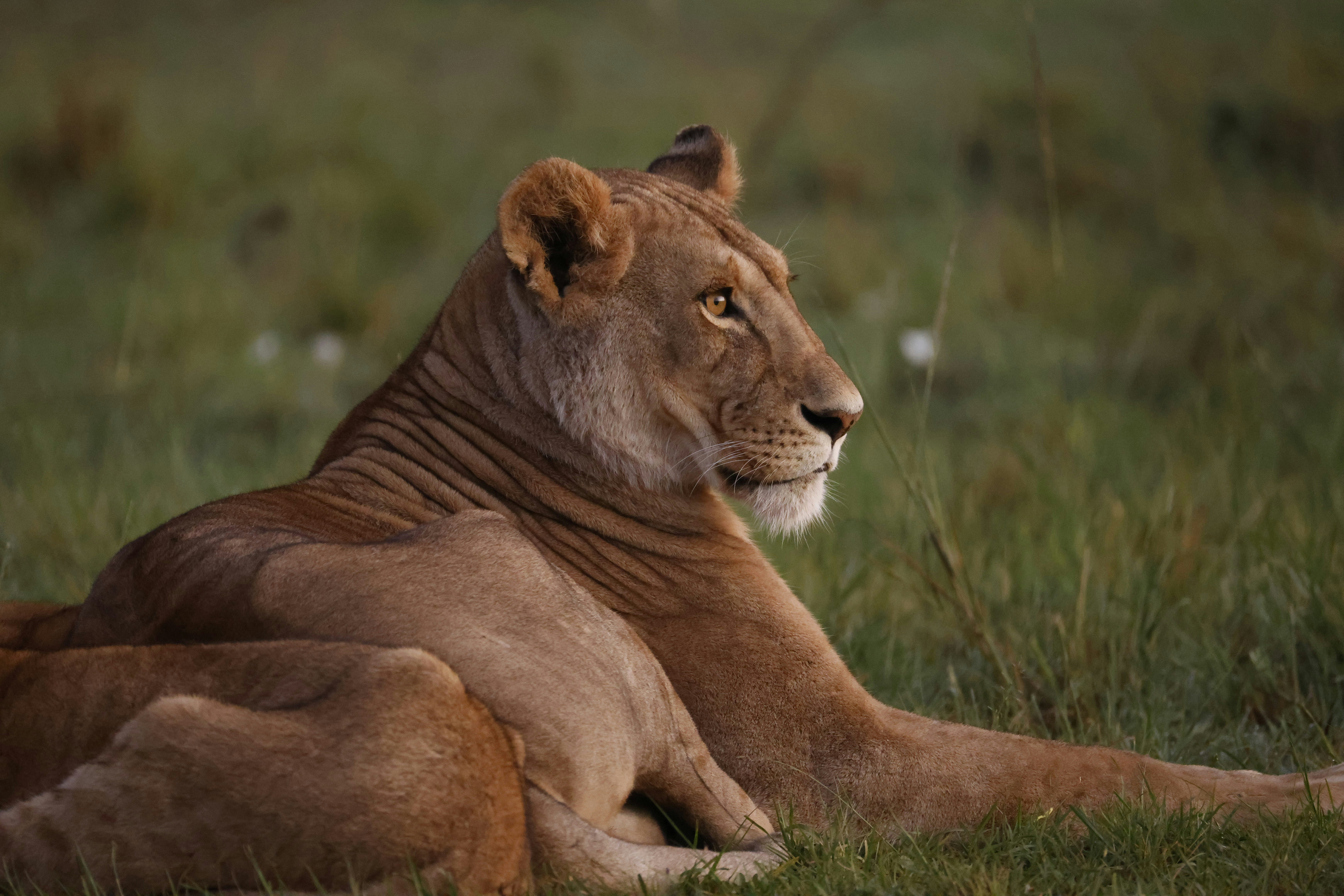 Lounge of the Savannah: A Regal Lioness in Quiet Vigil