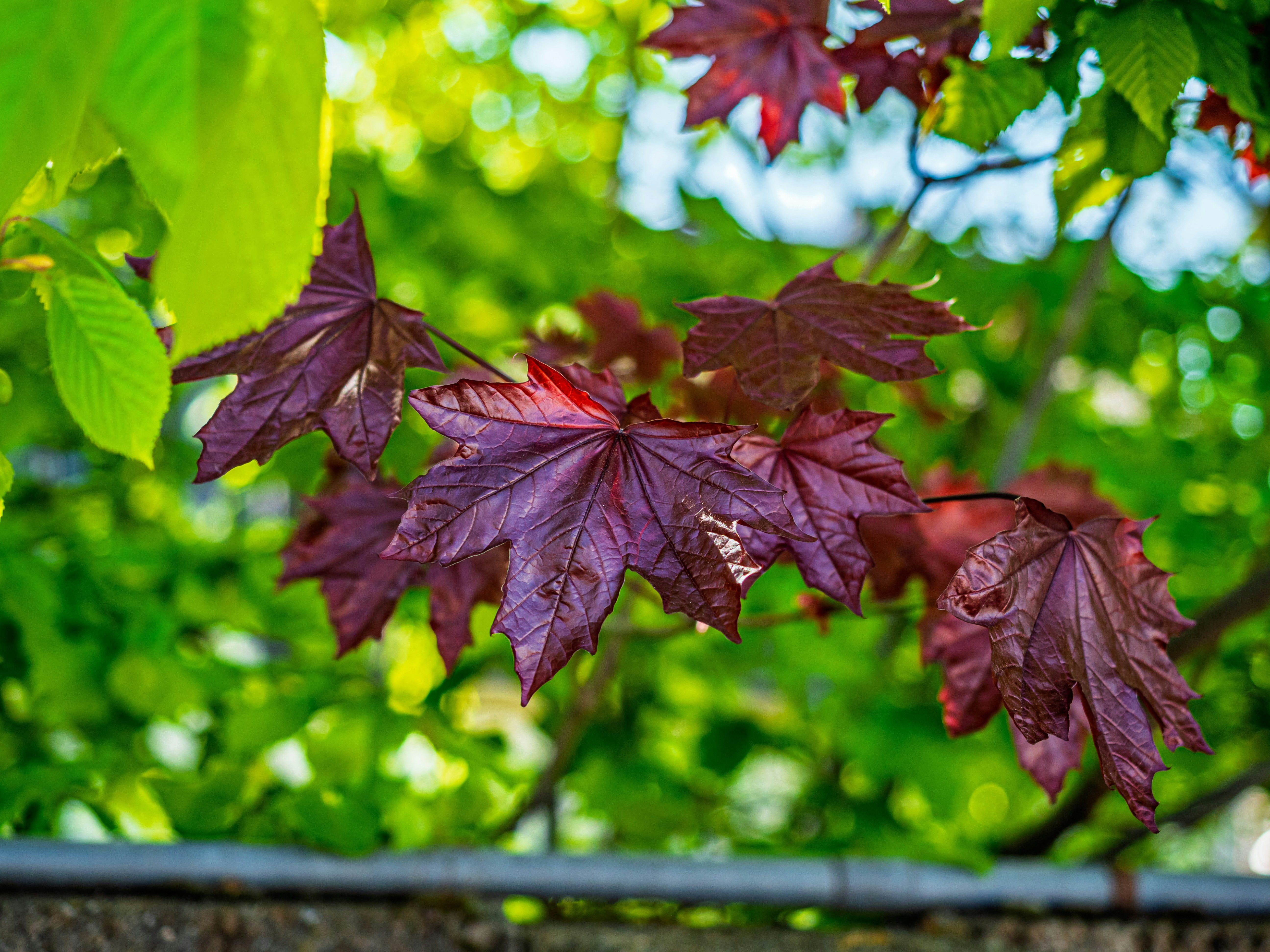 Crimson Maple in Soft Focus Greens