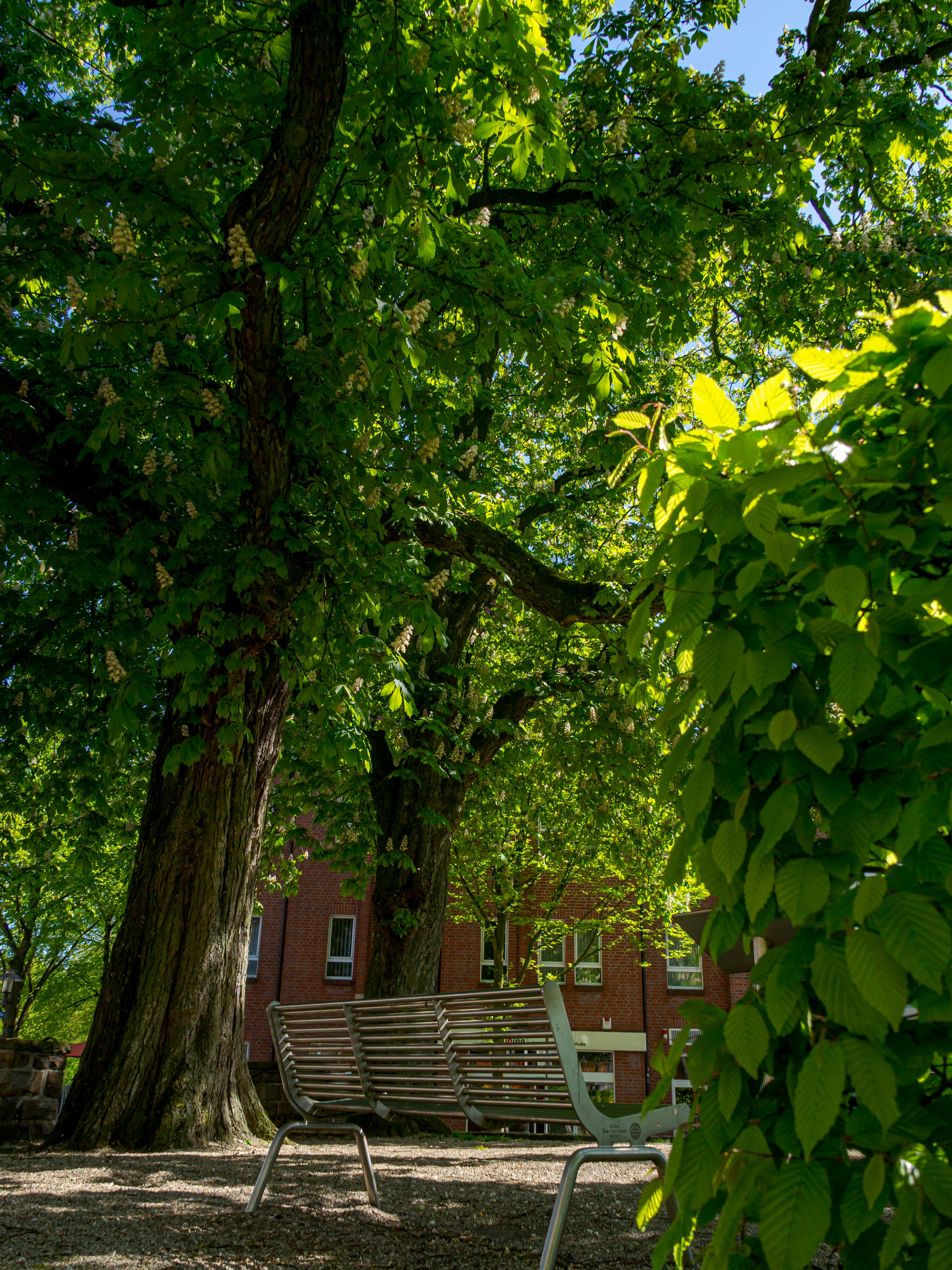 Sunlit Park Bench Beneath A Canopy of Green
