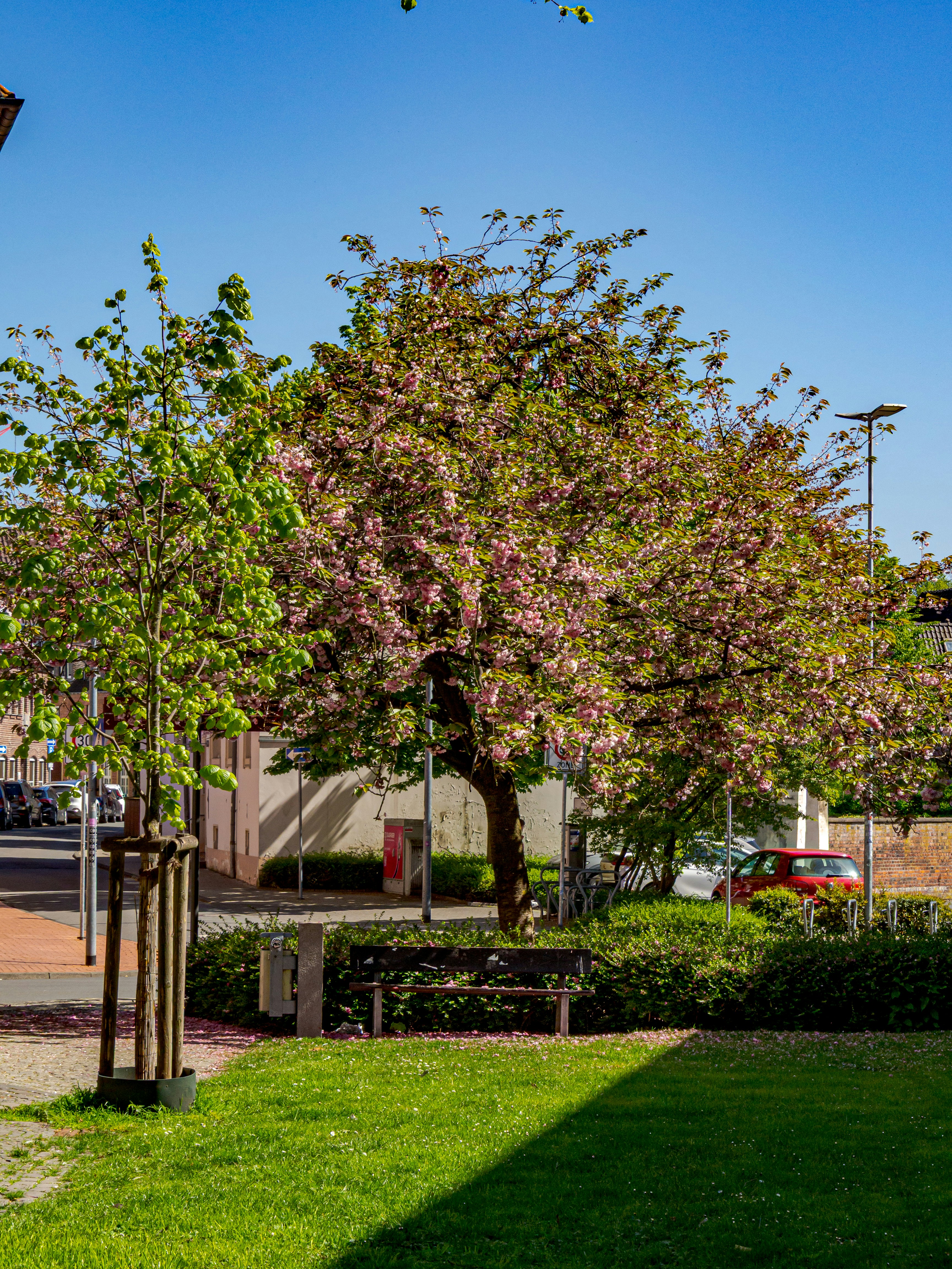  Blossom Archway in a Sunlit Urban Park