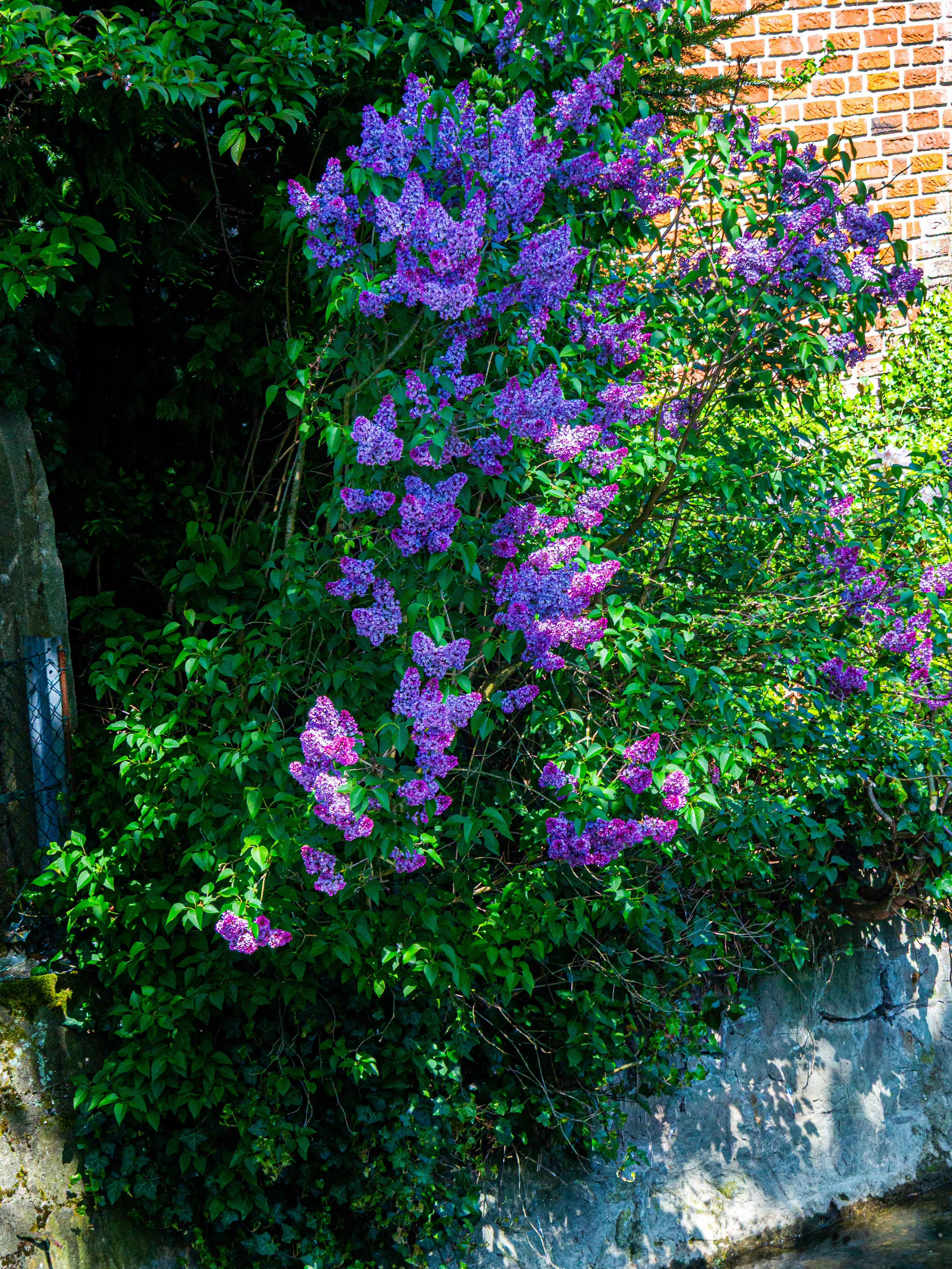 Lilac Cascade by the Brick Wall