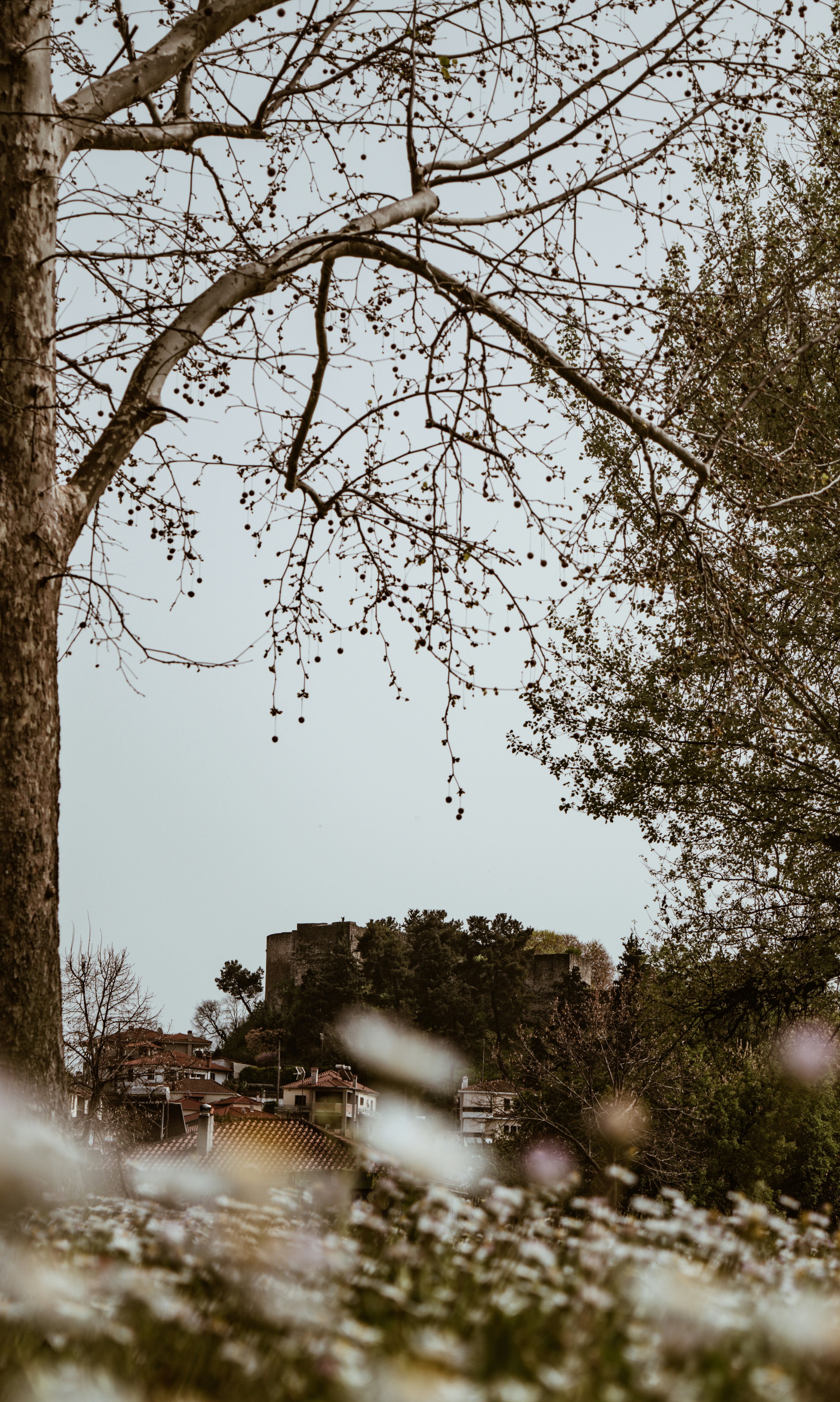 Overlooked Village Beneath the Bare Branches