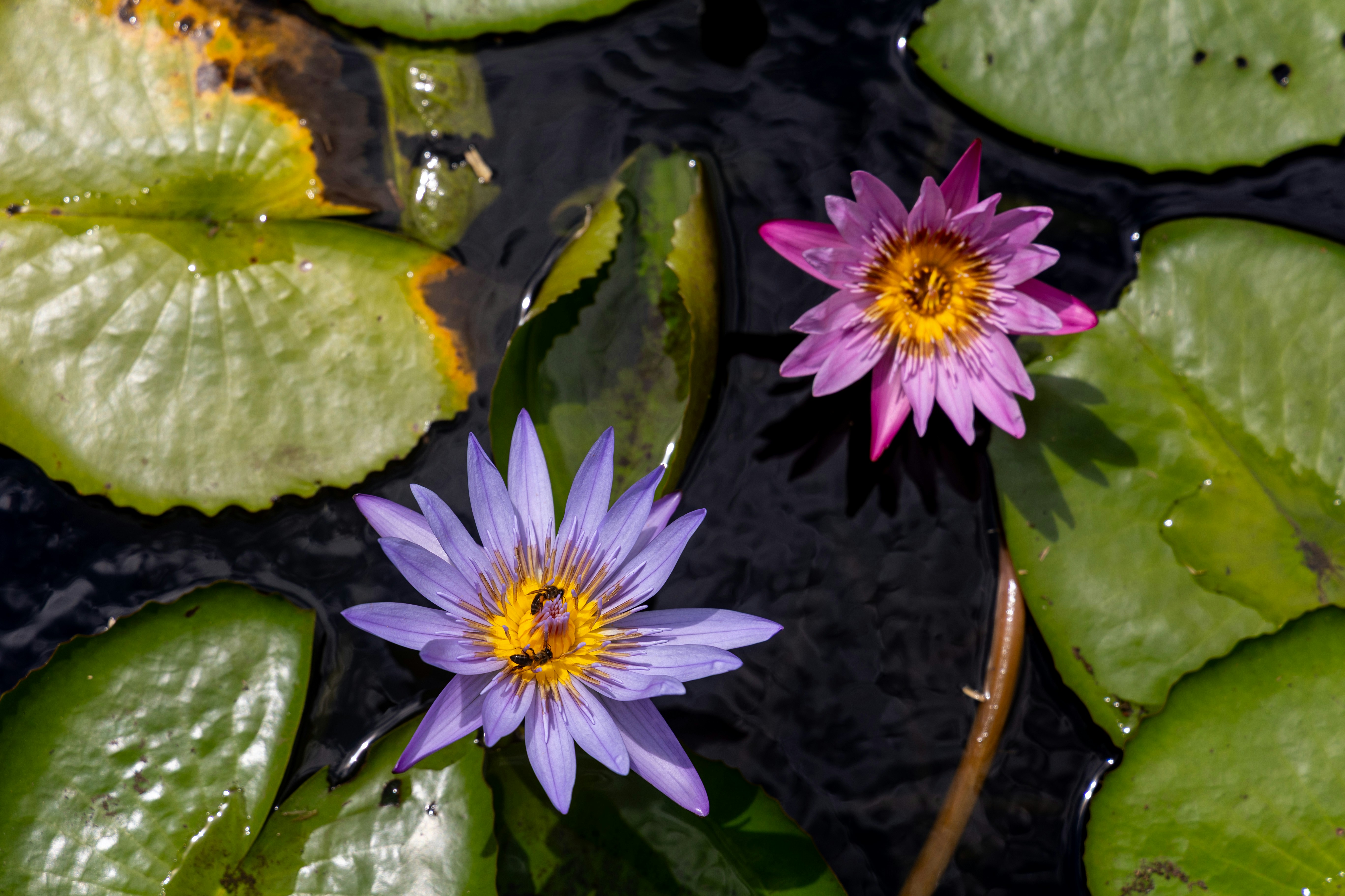 Purple-water Lilies in Light and Shadow