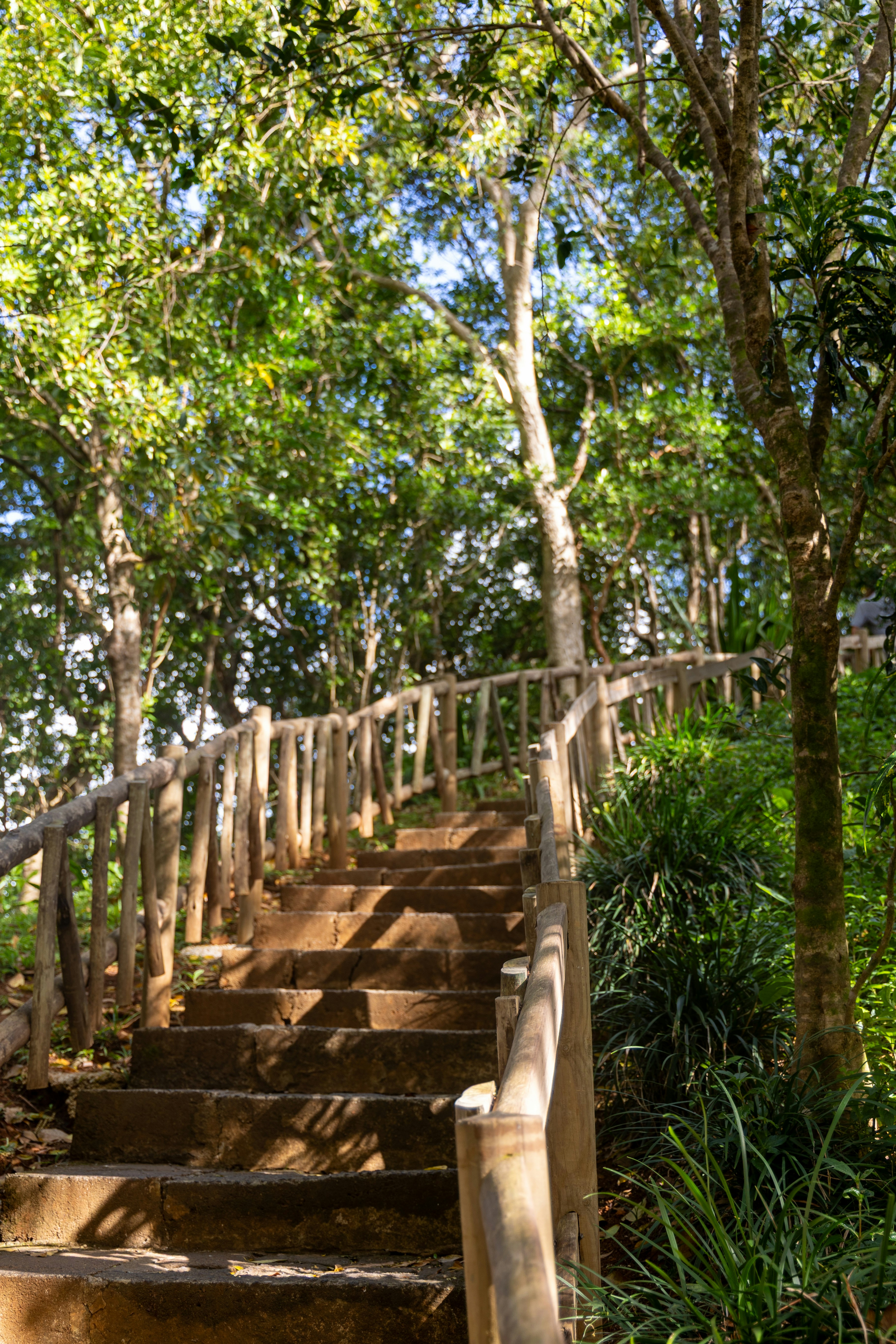 Sunlit Steps Through the Forest: Carved Railings Guiding Upward