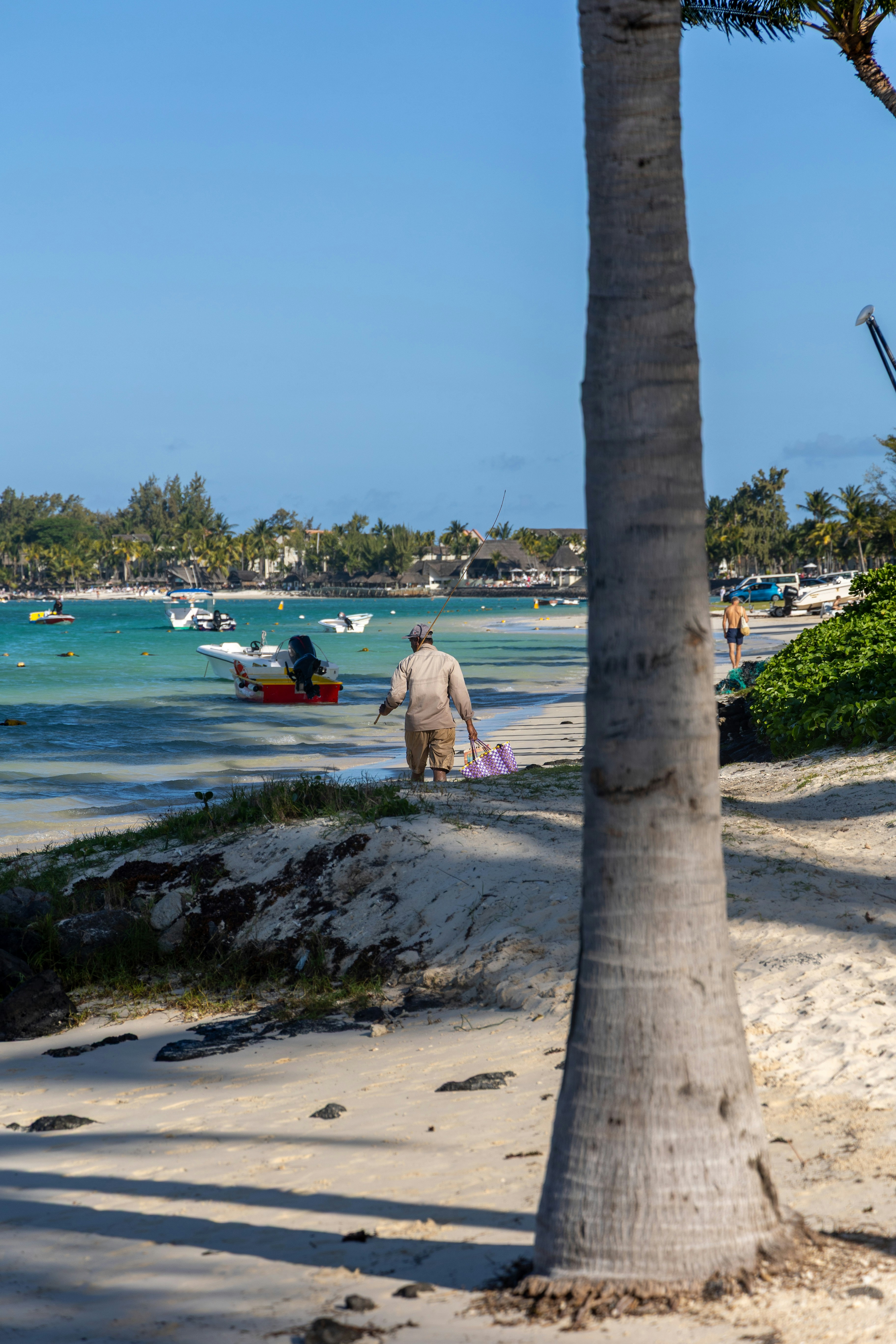 Sunlit Shoreline Teems with Life Behind a Prominent Palm