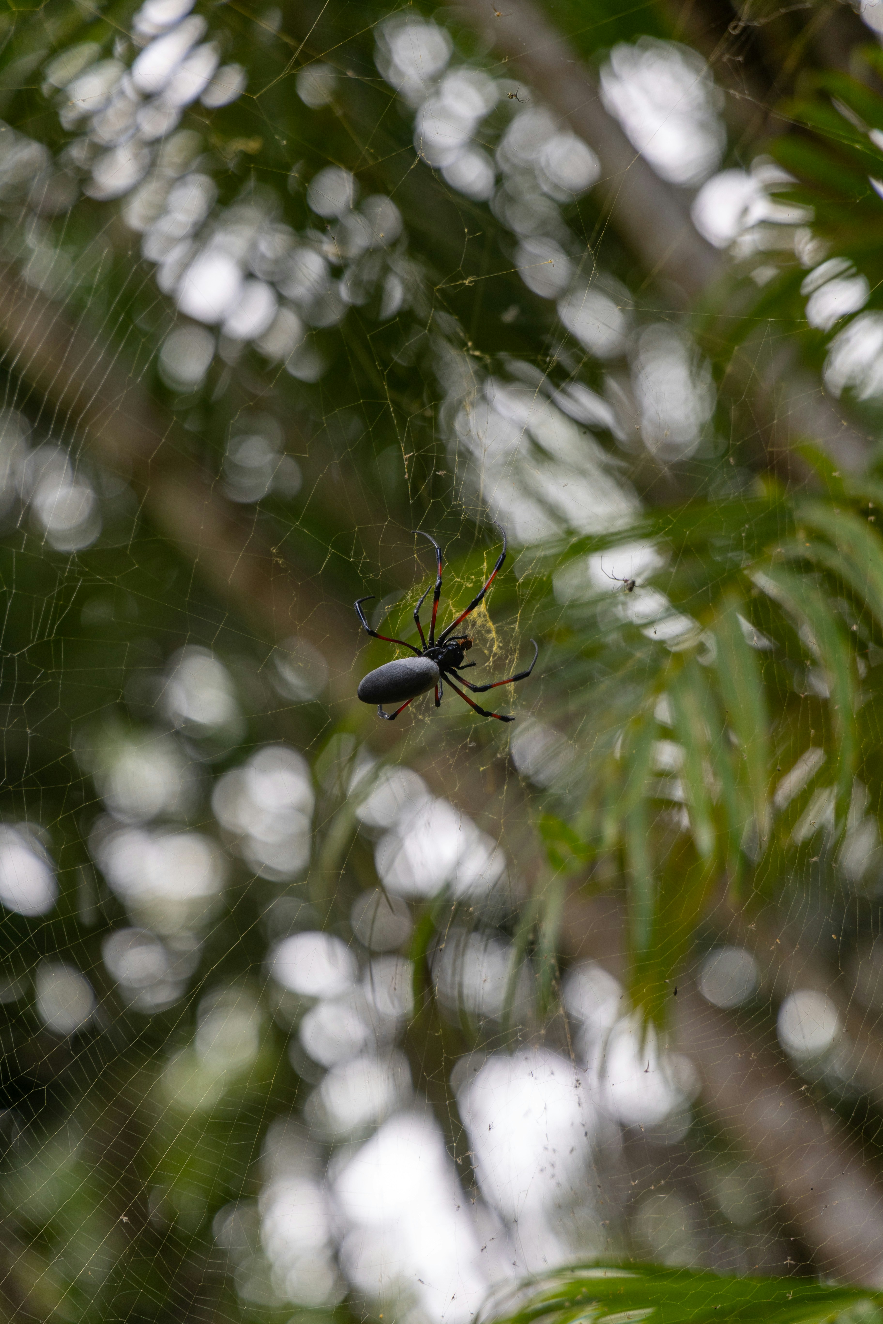 Silk Web at Dusk: a Spider Halts the Gossamer Spiral