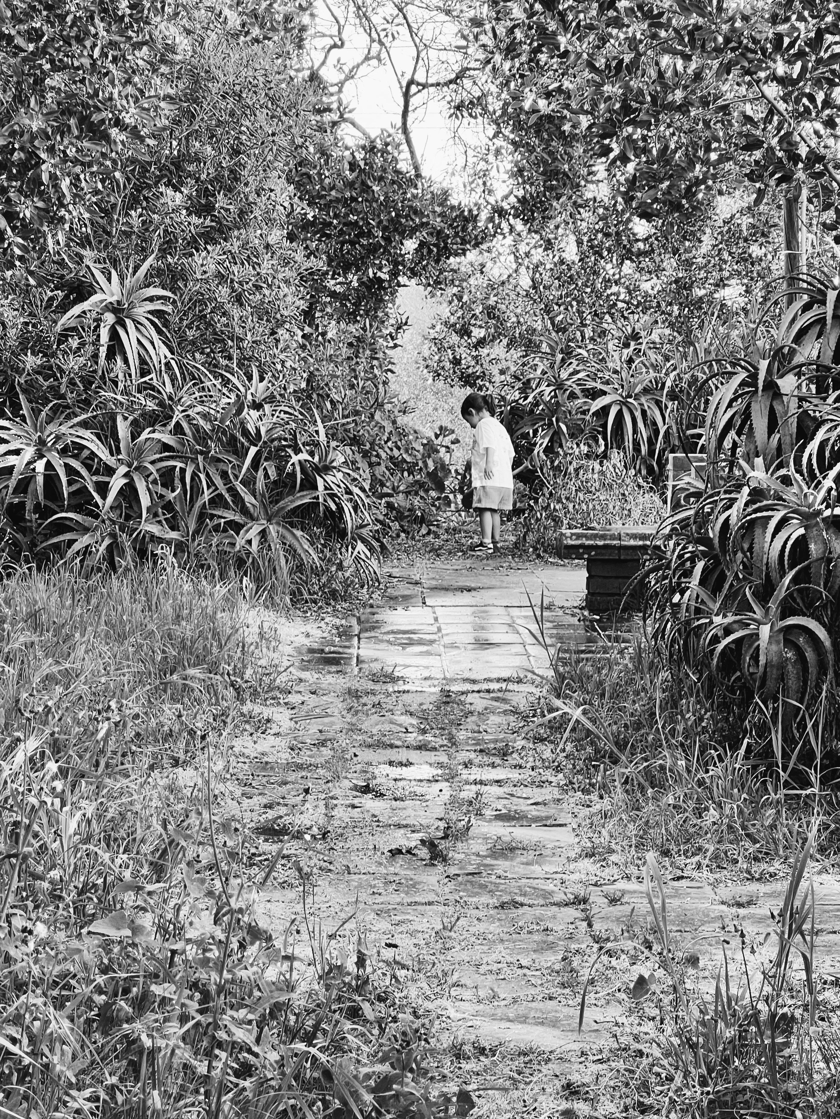 Quiet Garden Path: A Child in grayscale Amid Tall Foliage