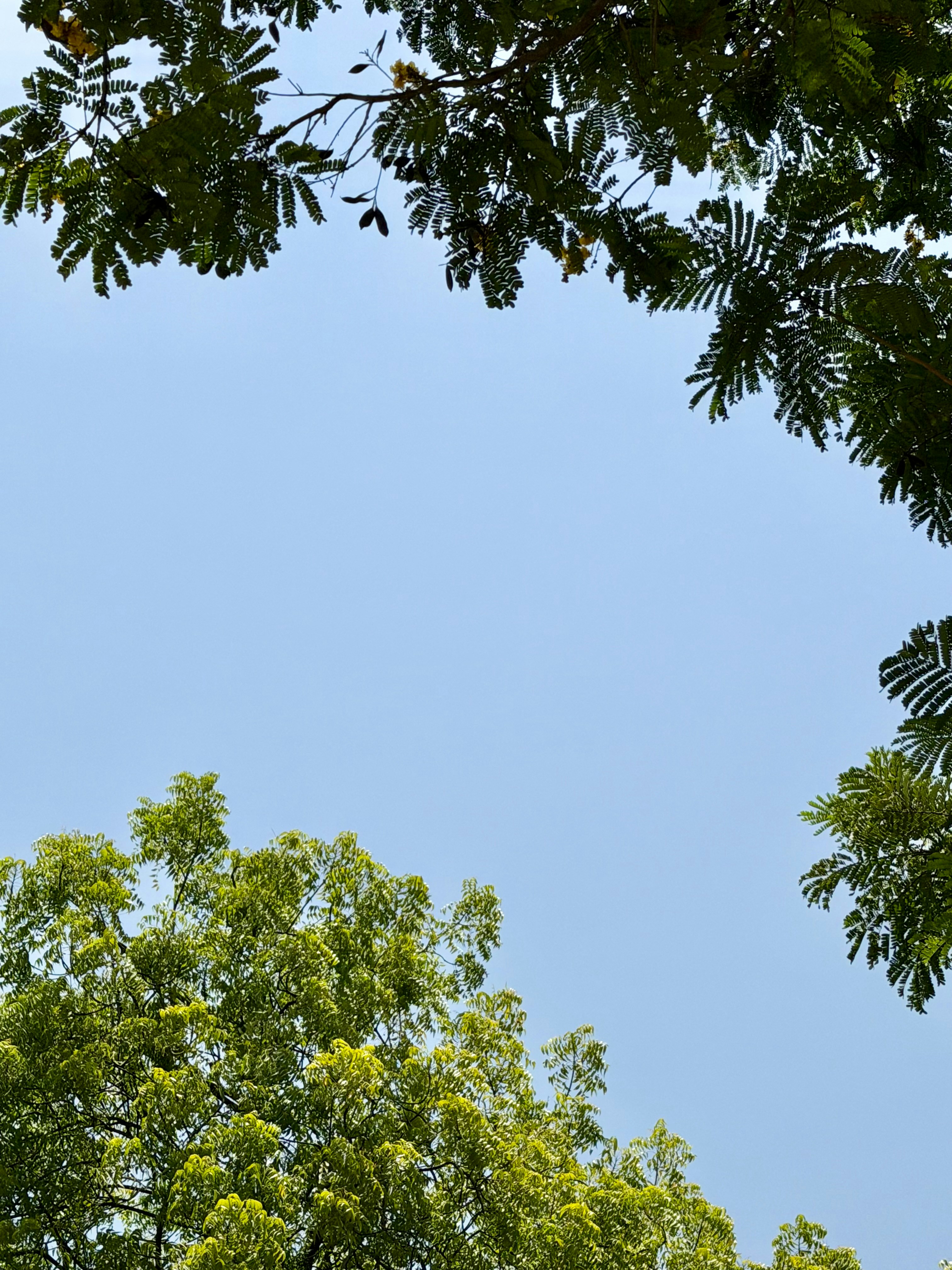 Skyward Canopy: Sunlit Foliage Framing a Clear Blue Ceiling