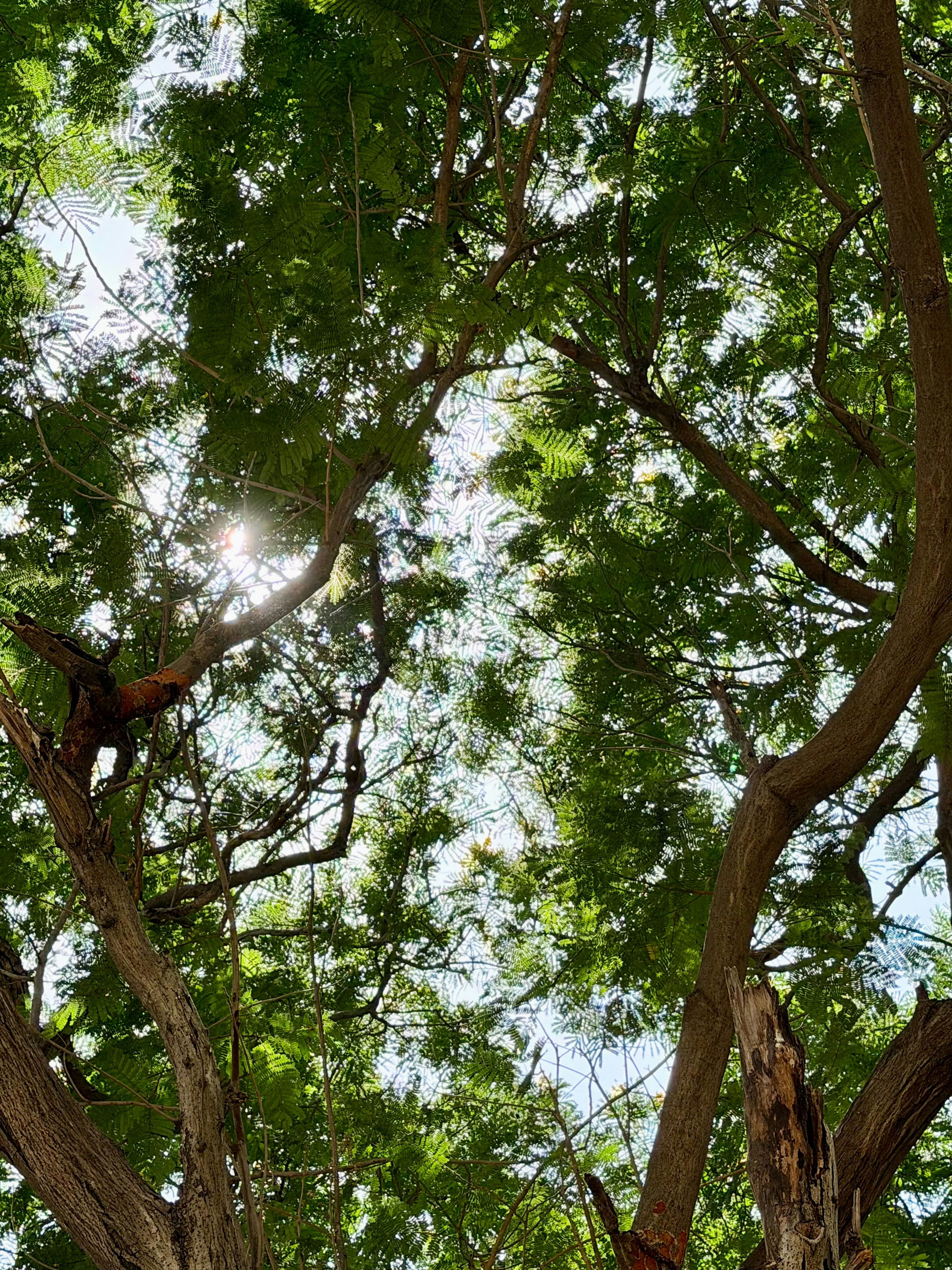 Sunlit Canopy: A Shaft Through the Green Roof