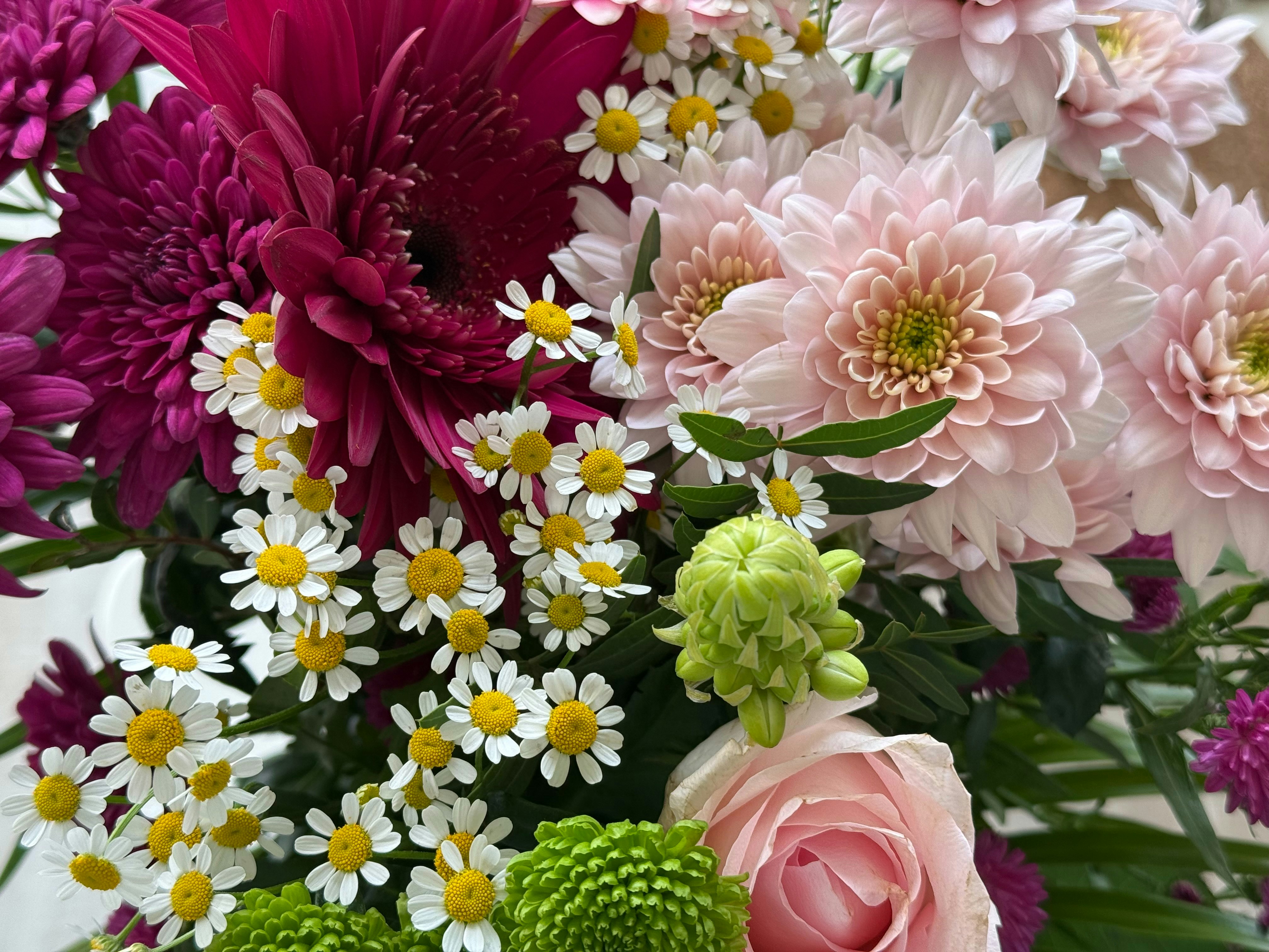 Bouquet with magenta, pastel pink and green colored chrysanthemums, pink African daisies (Gerbera), a soft pink rose, chamomile, and Star-of-Bethlehem (Ornithogalum thyrsoides)