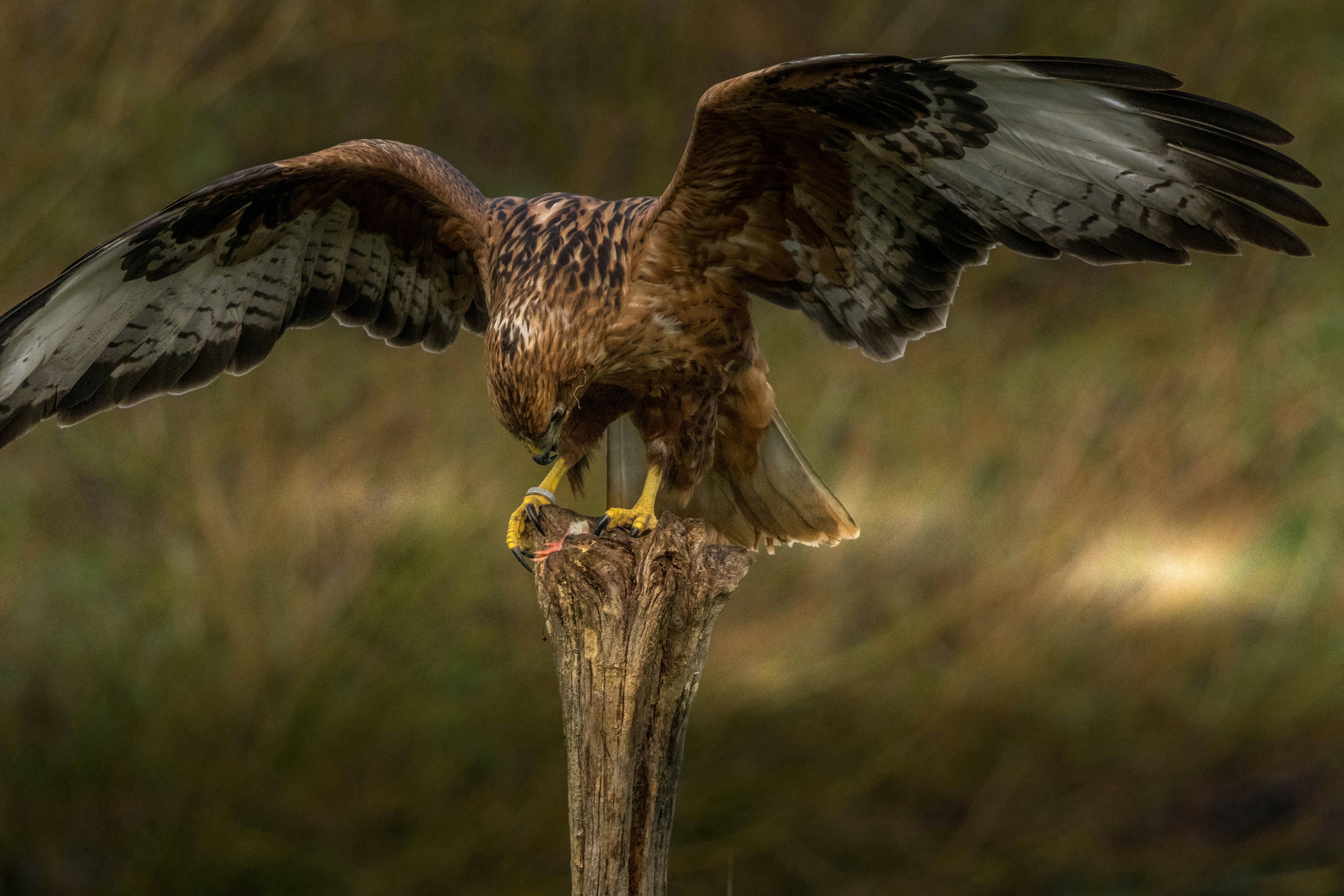 Raptor on a Post: A Golden Moment of Balance