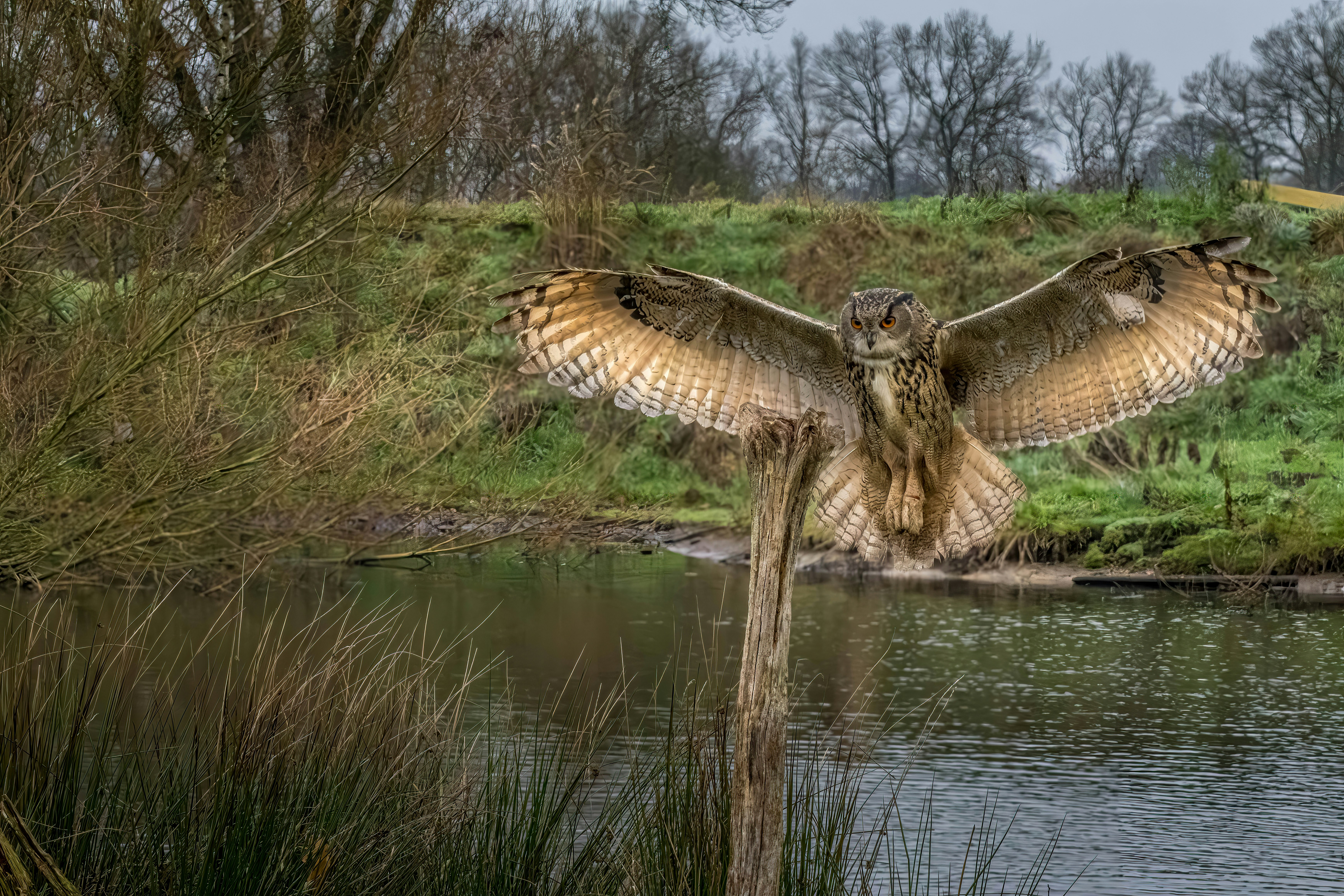Winged Standoff over the Wetland: A Brown Owl Spreads for the Camera