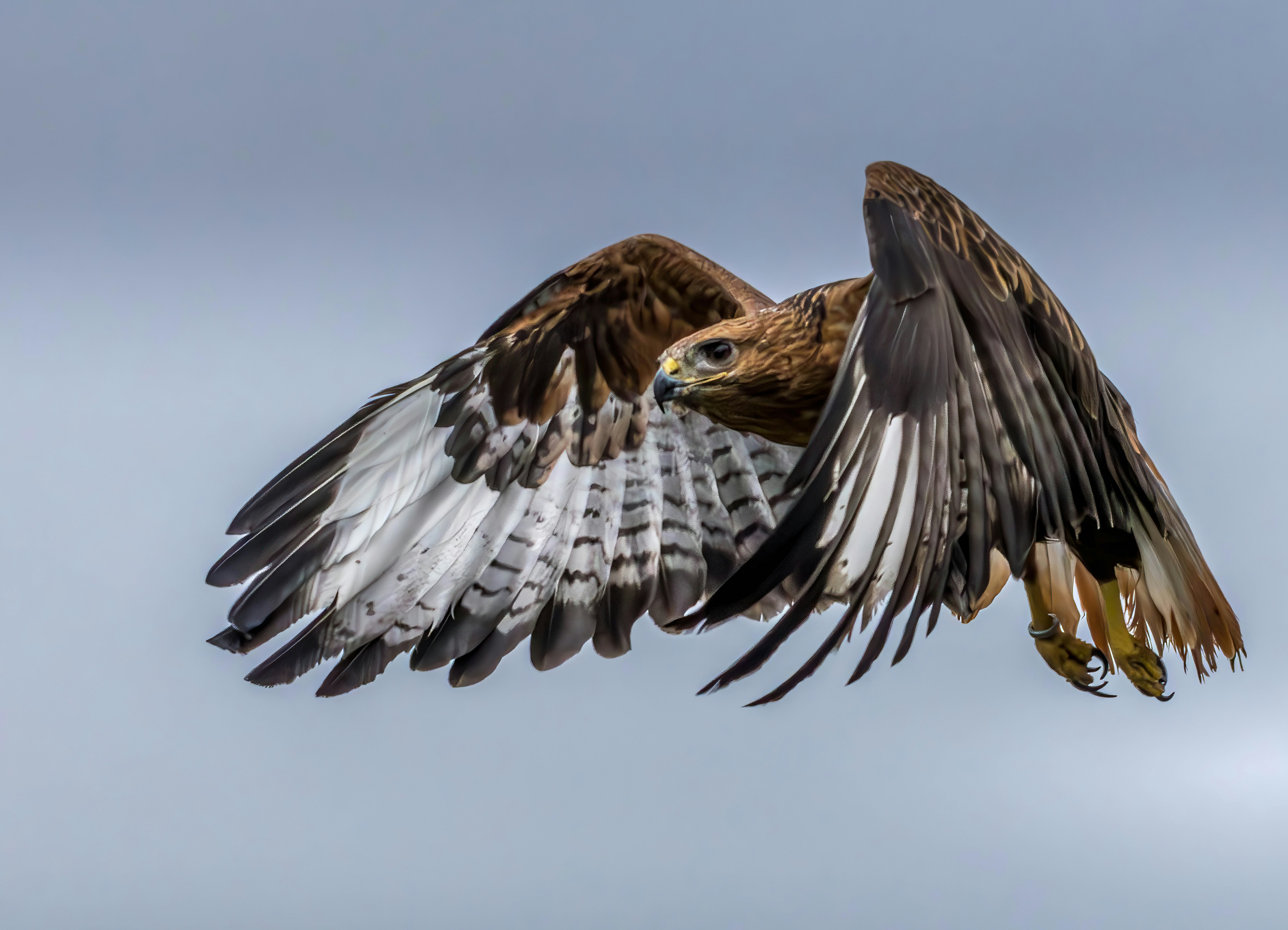 Buzzard