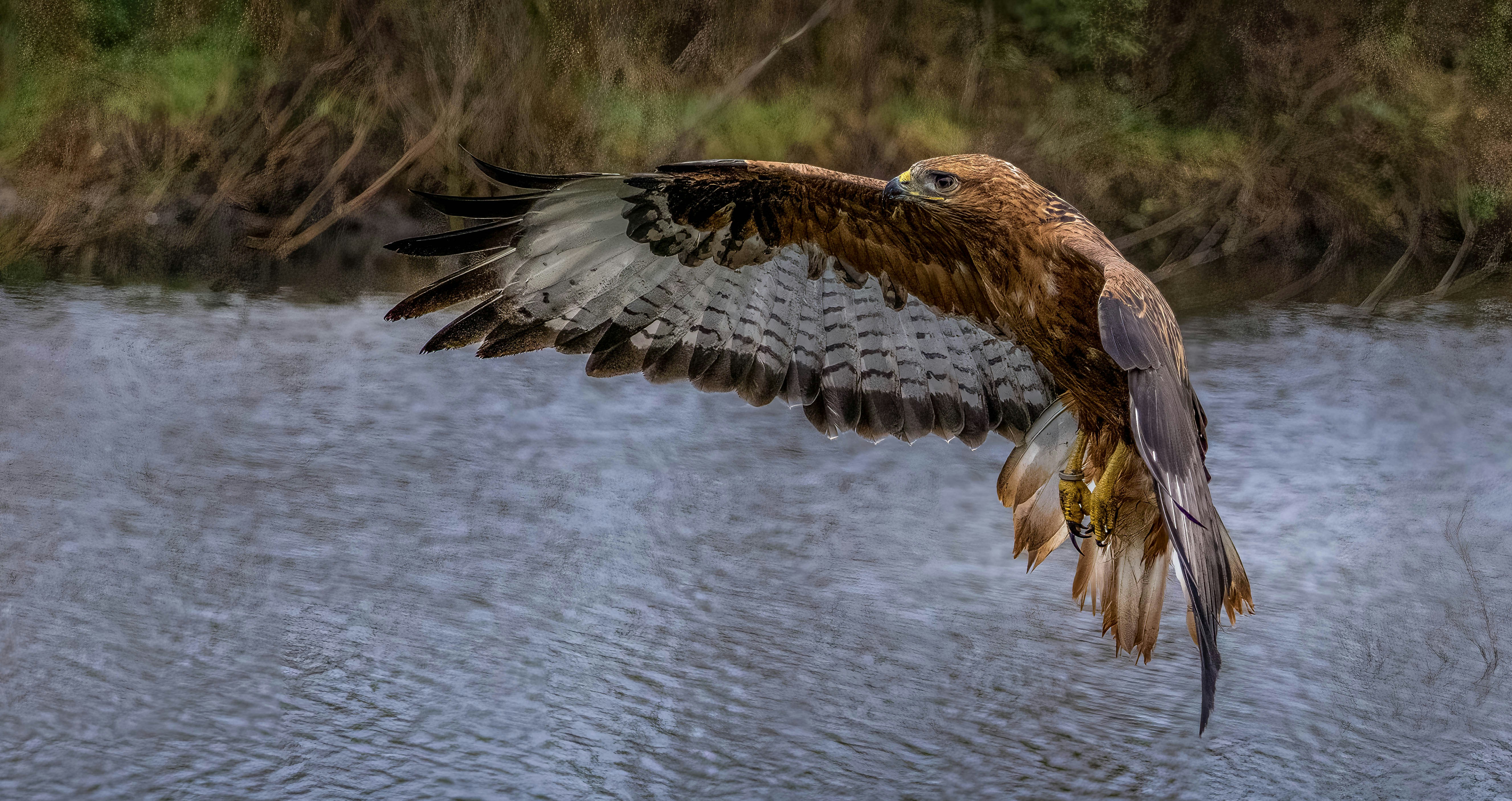 Hawk in a Waterway Glide