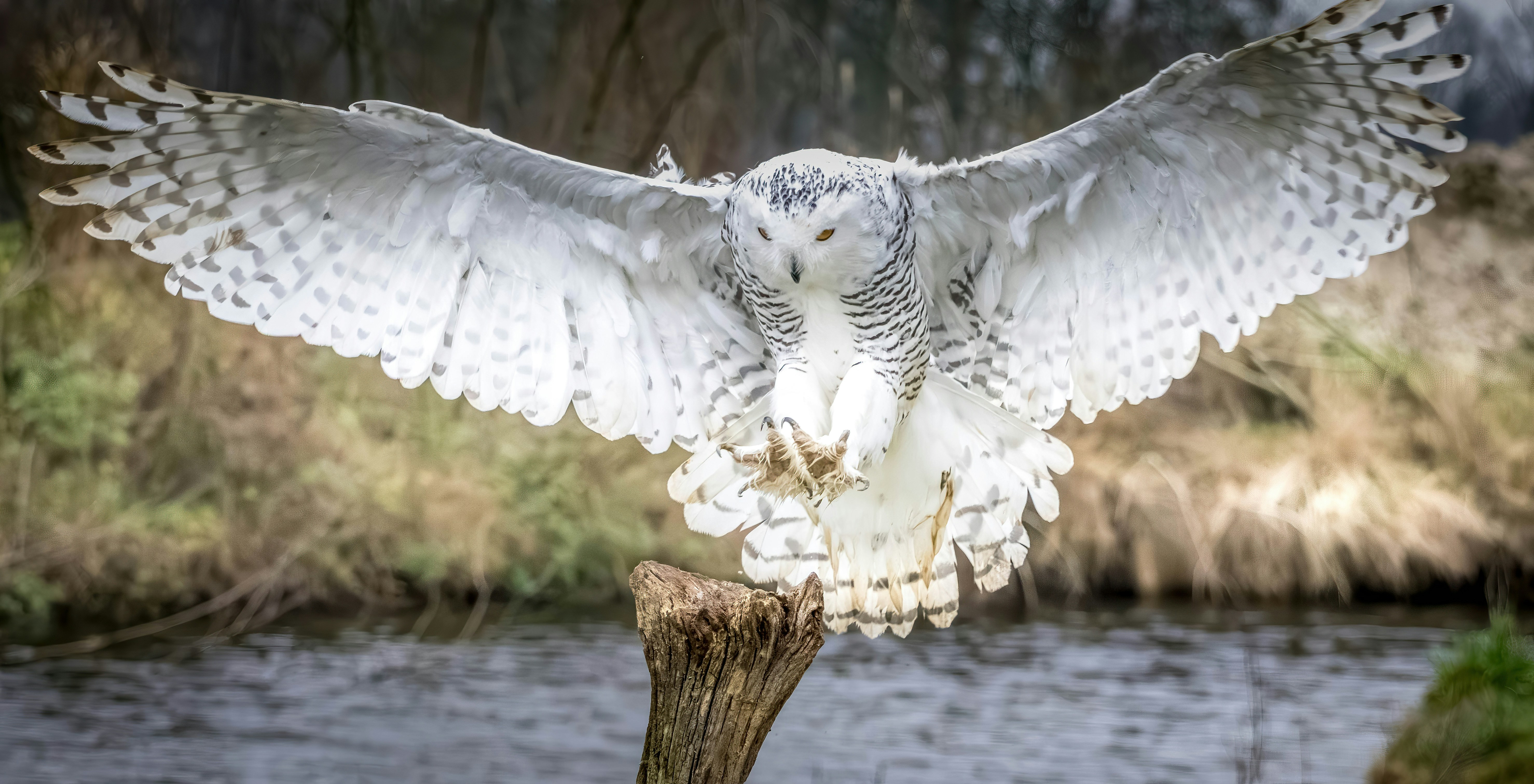 Snow Owl