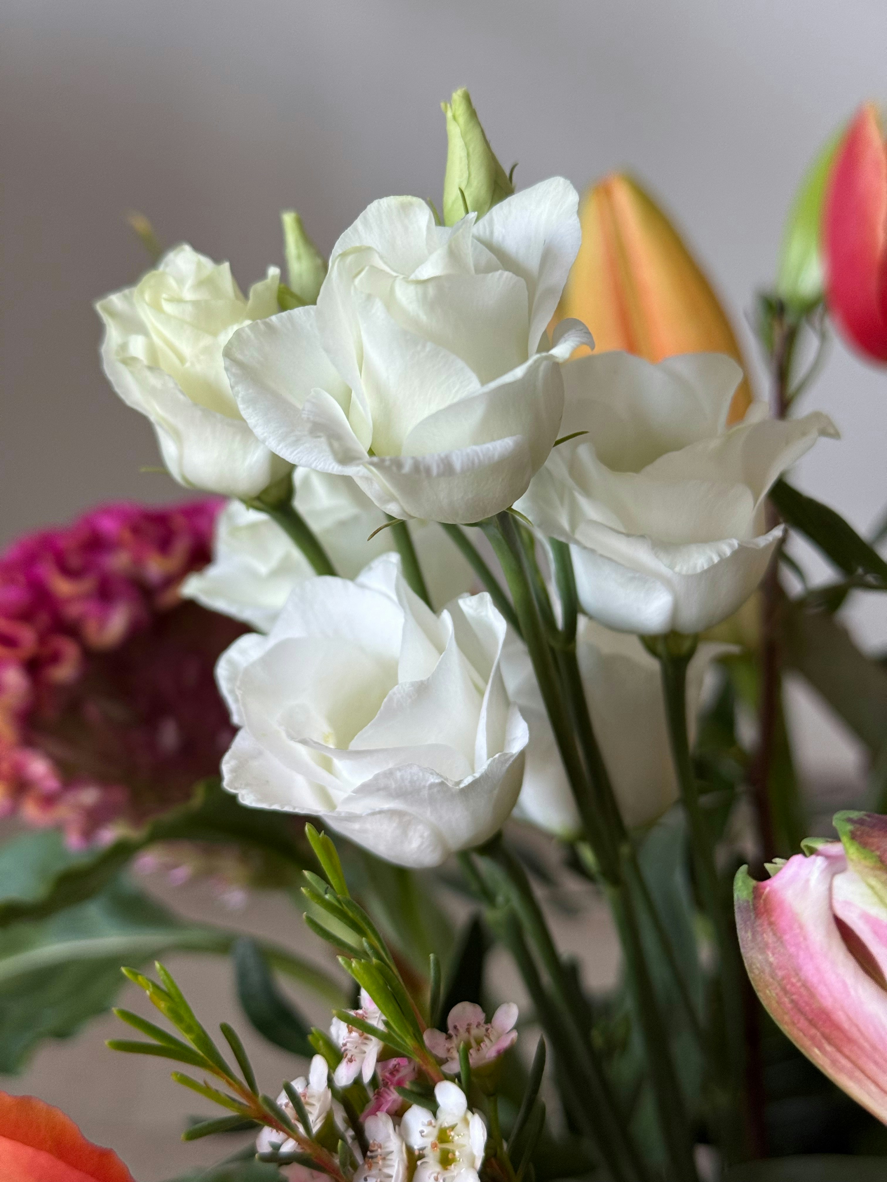 White Roses in Bloom with Soft Floral Backdrop