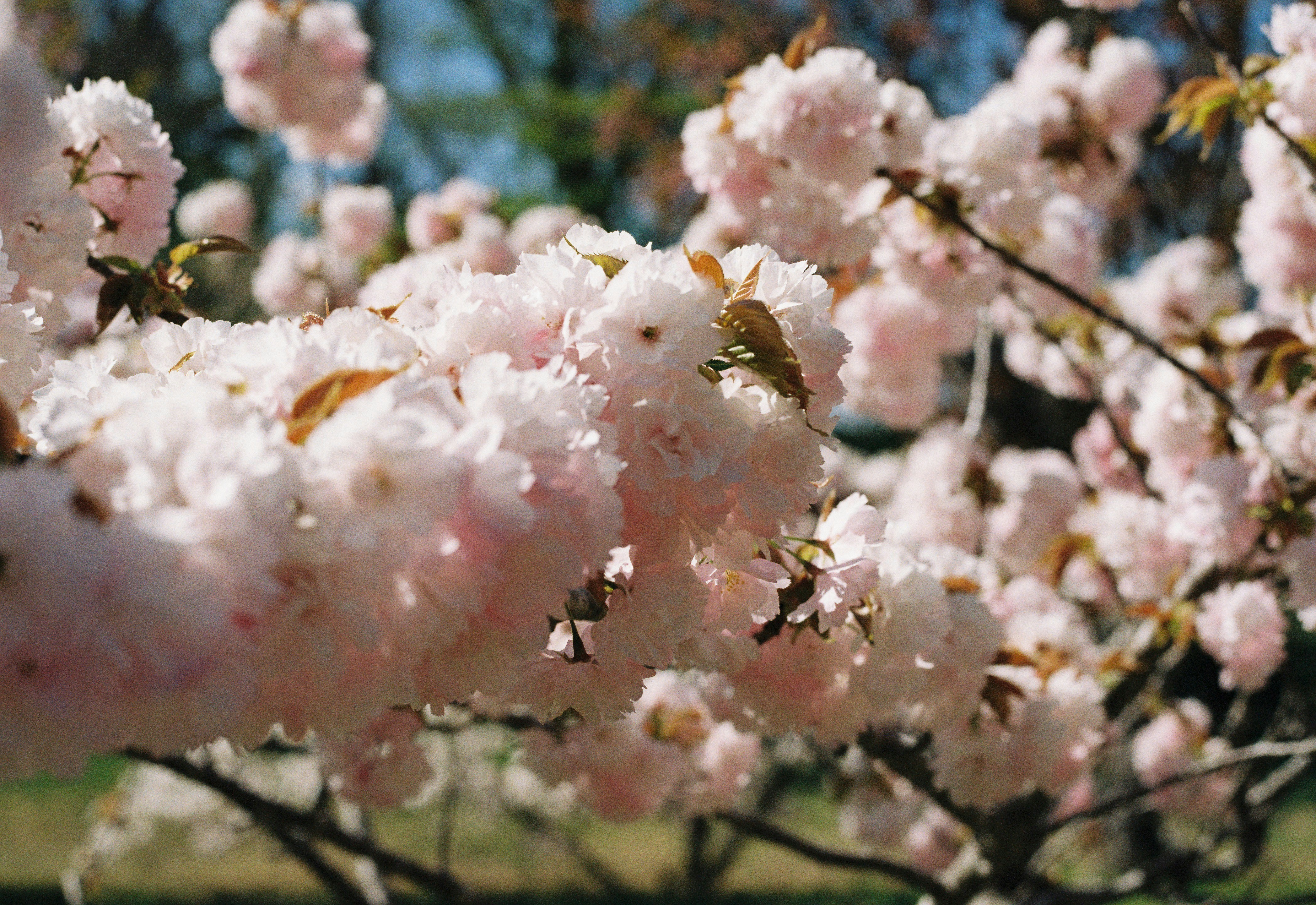 Blossom Cascade: Soft Pink Clouds Against a Spring Sky