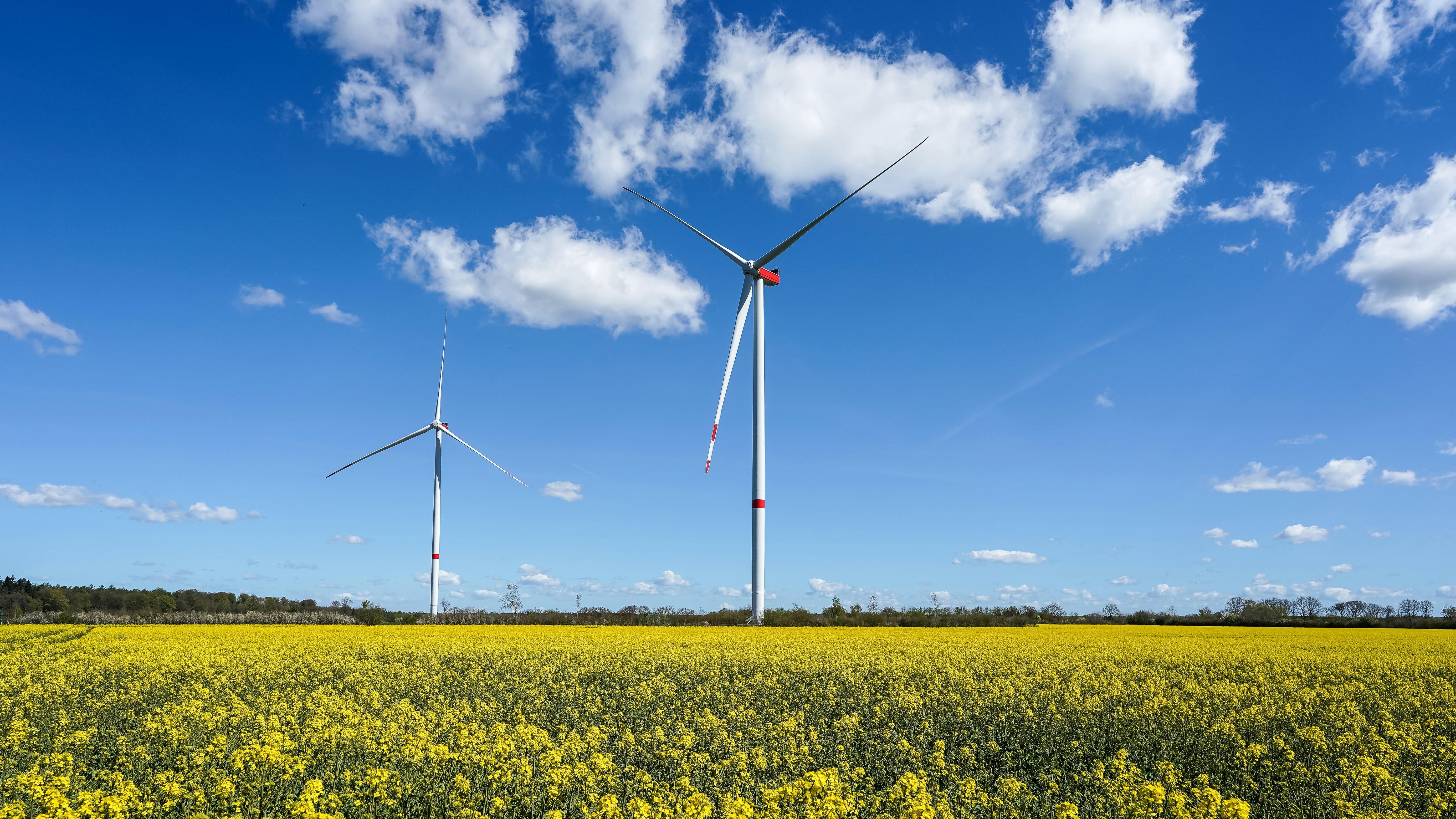 Toward the Horizon: Wind Turbines Quietly Over a Ripe Canola Field