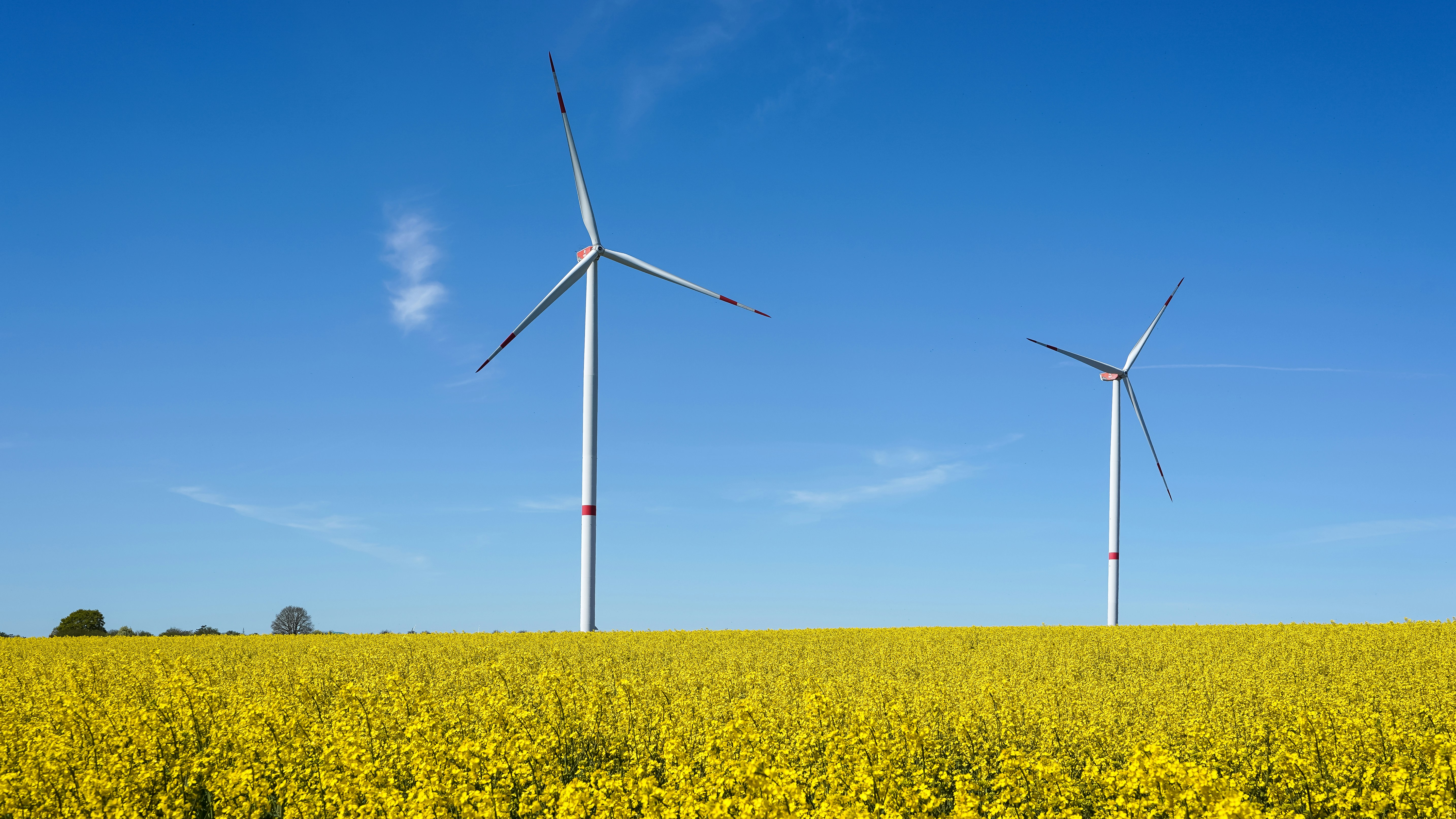 Golden Field Under Rotor Giants