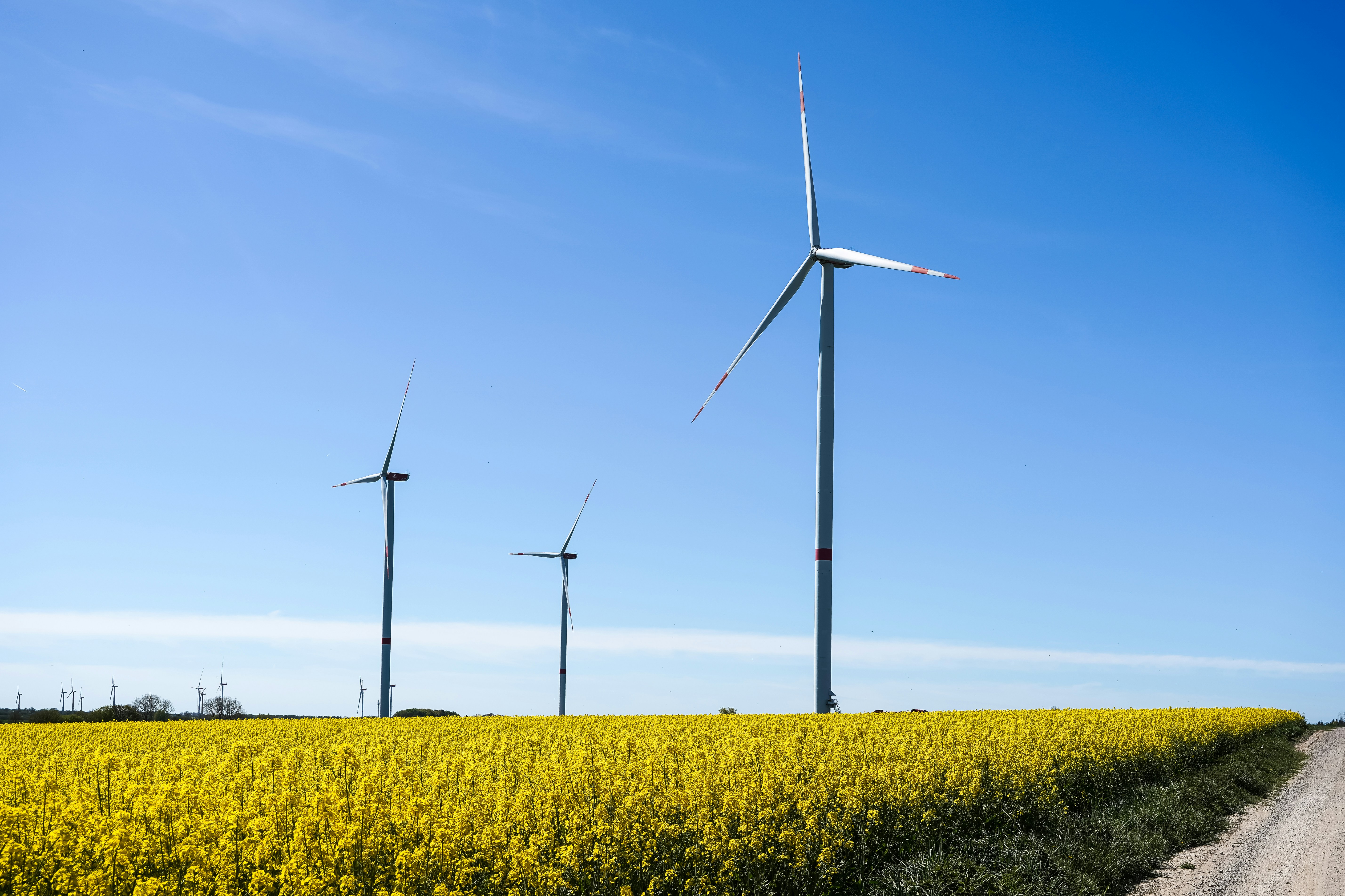 Azure Sky Over Golden Blooms: A Field of Wind Turbines