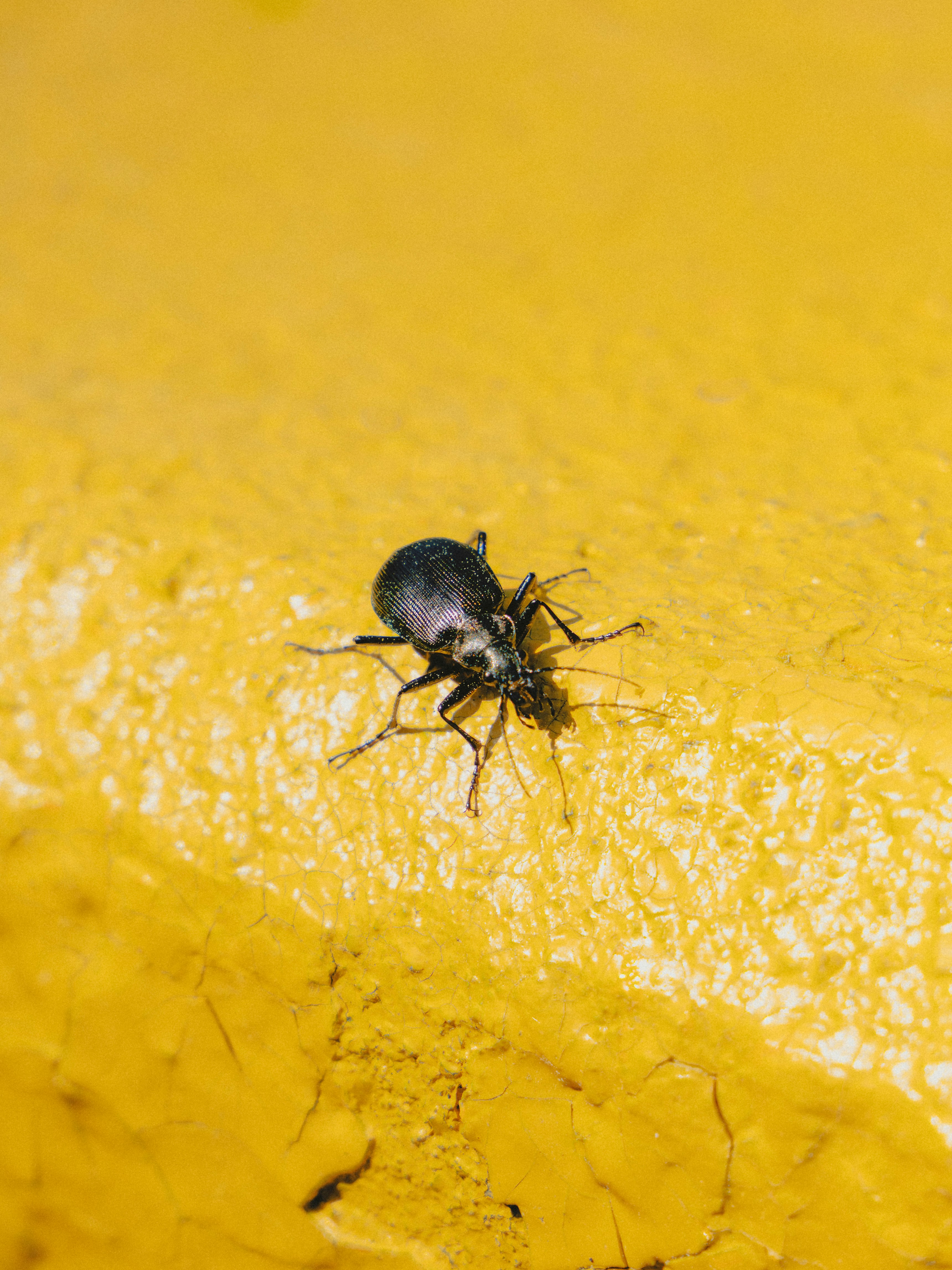Tiny Harbinger on Yellow Sea: A Beetle Against Sunlit Orange