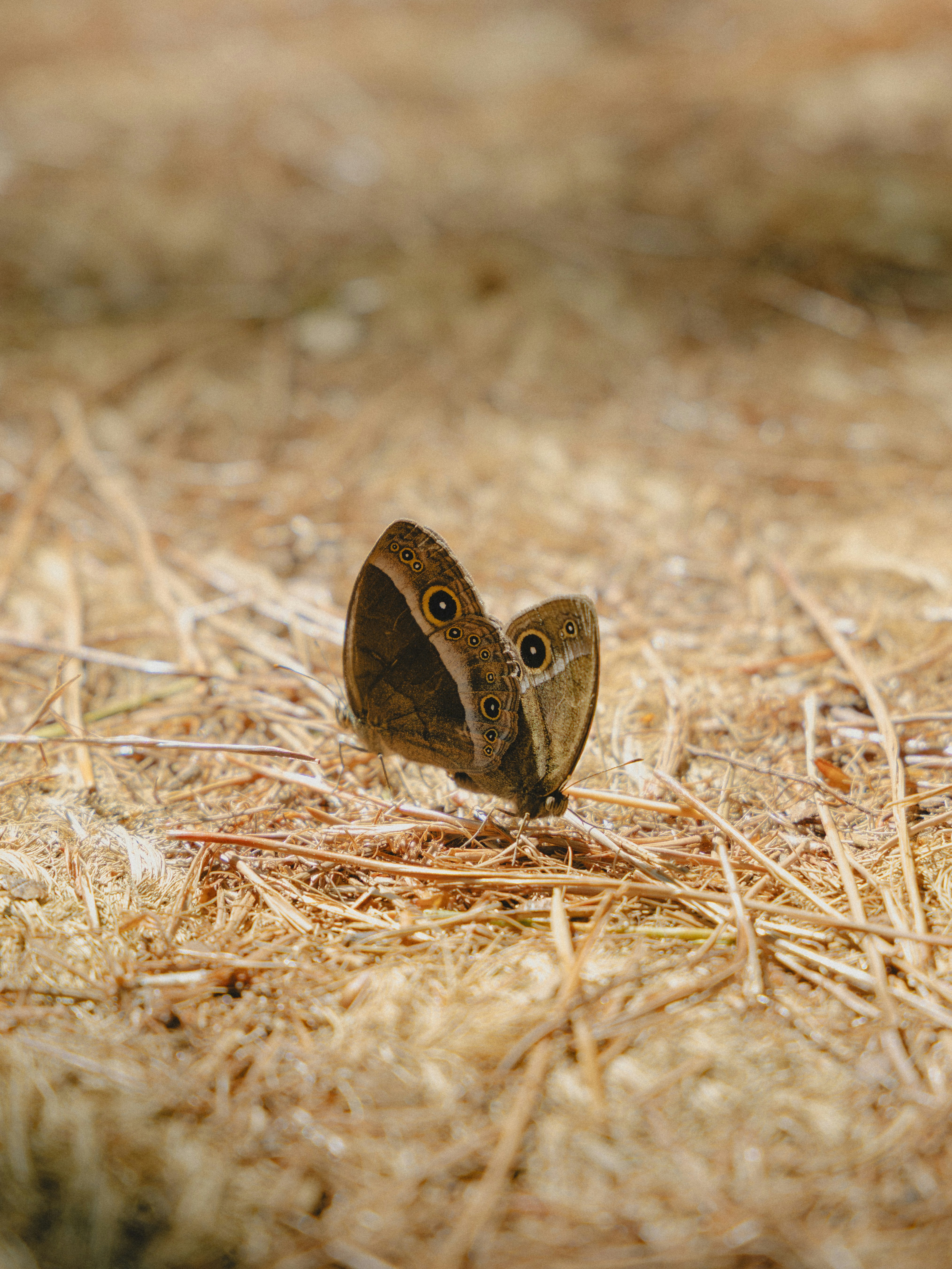 Two-Eyed Whisper on Pine Needle Ground